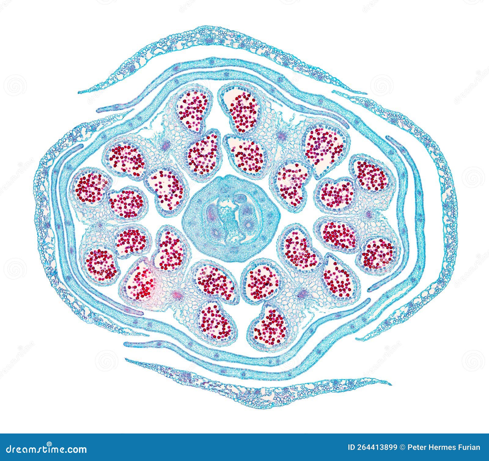 Rapeseed Flower Bud, Brassica Napus, Cross Section, 20X Micrograph ...