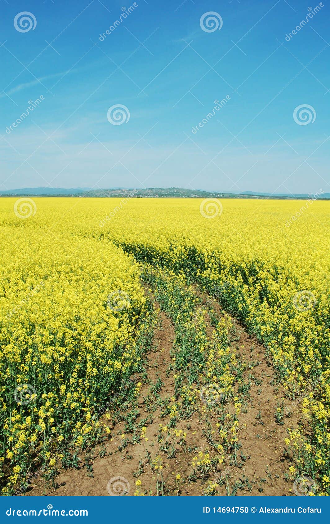 Rapeseed flower field stock photo. Image of farm, farmland - 14694750