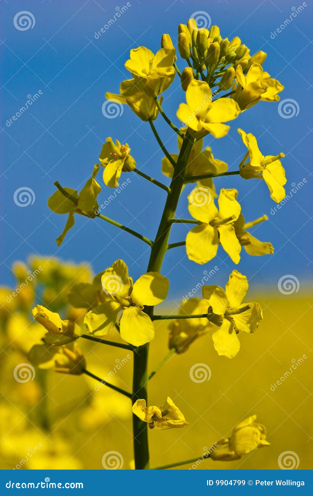 Rapeseed Flower in a Field As a Closeup Stock Image - Image of season ...