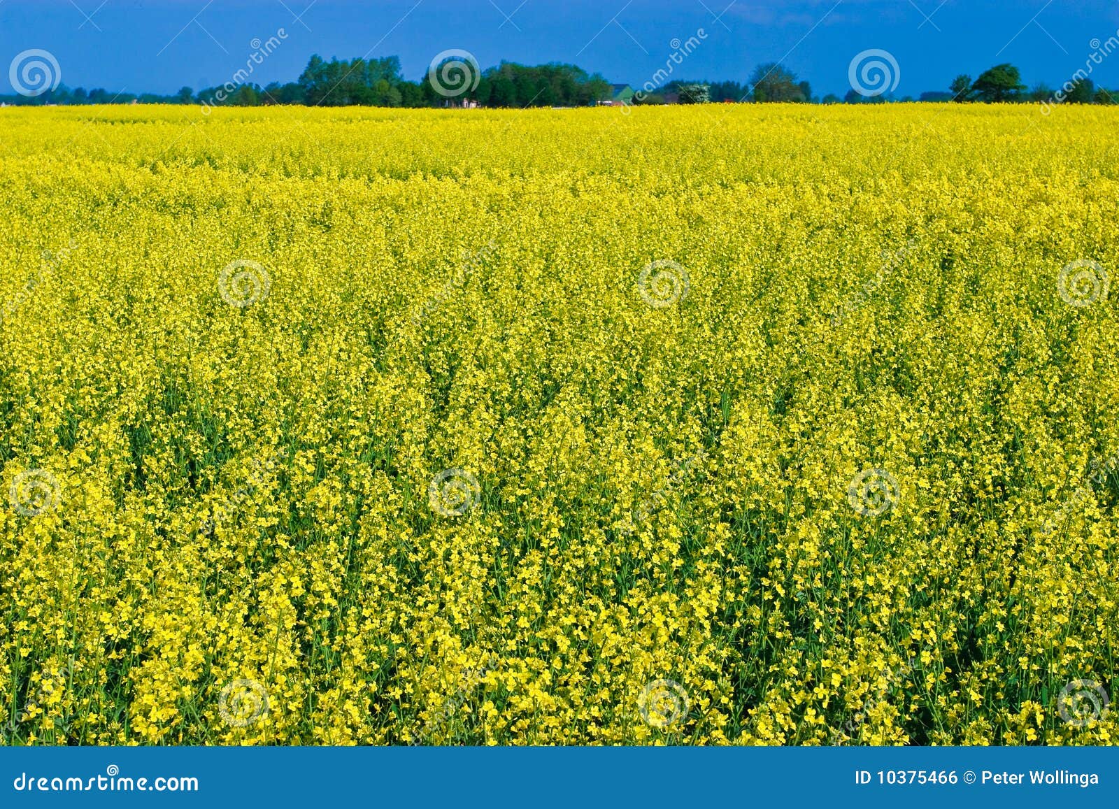 Rapeseed Flower Field in the Countryside in Spring Stock Photo - Image ...