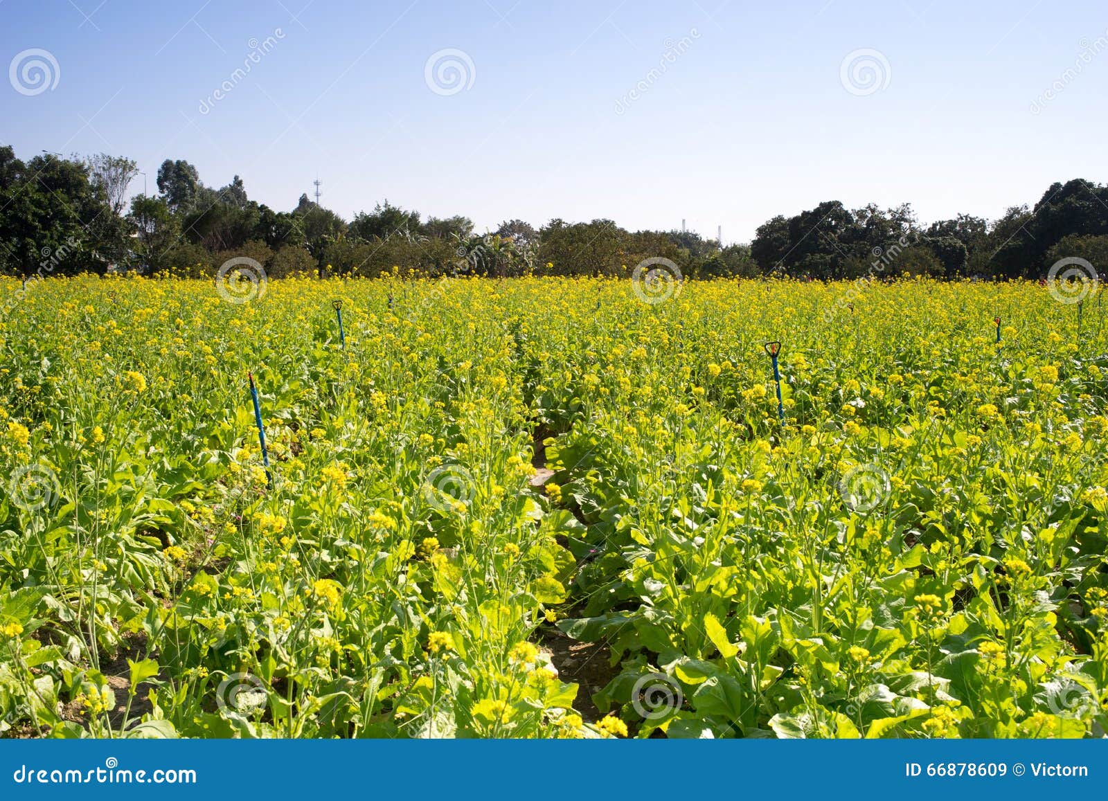 Rapeseed flower field stock image. Image of earth, spring - 66878609