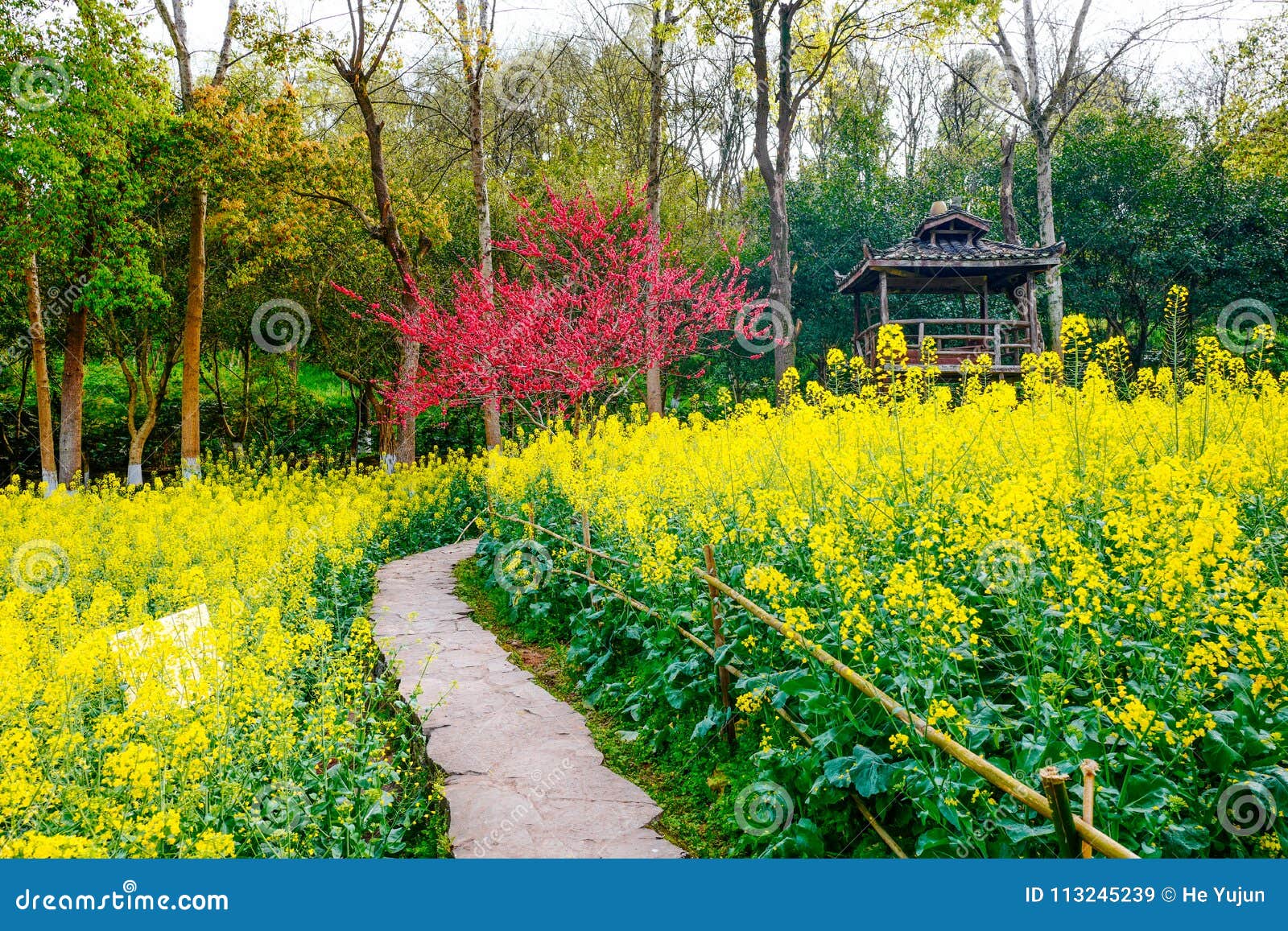 Rapeseed Flower Field in Spring Stock Image - Image of pear, flower ...