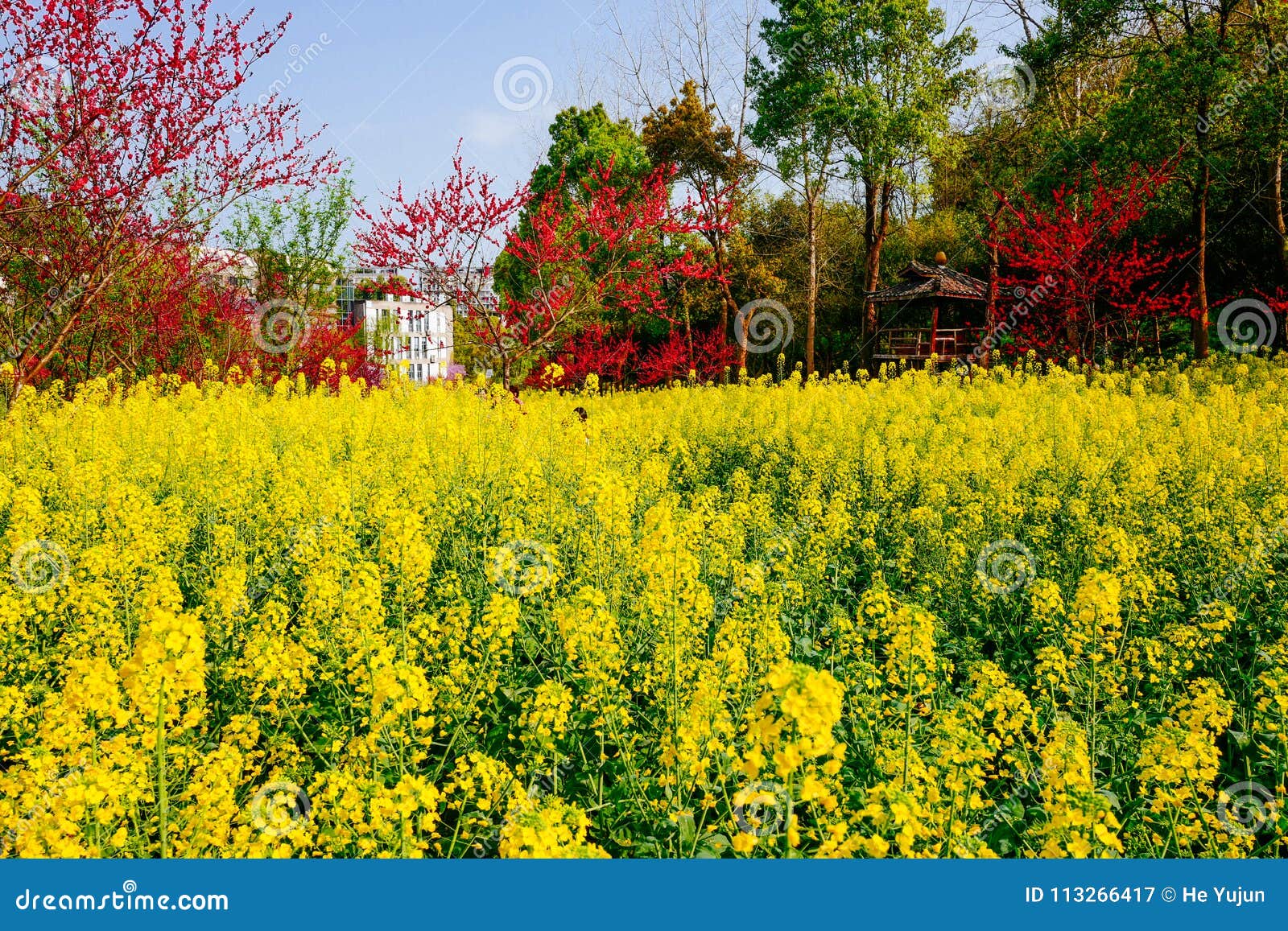 Rapeseed Flower Field in Spring Stock Image - Image of tree, chongqing ...