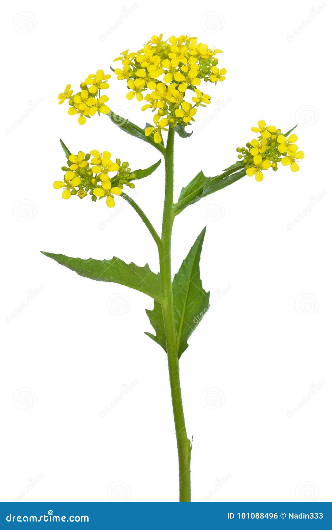Rapeseed flower stock photo. Image of barbarea, branch - 101088496