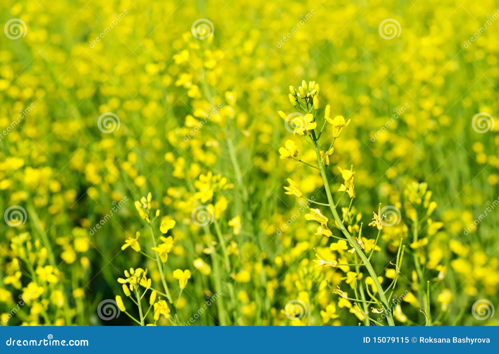 Rapeseed flowers stock image. Image of full, lush, crop - 15079115