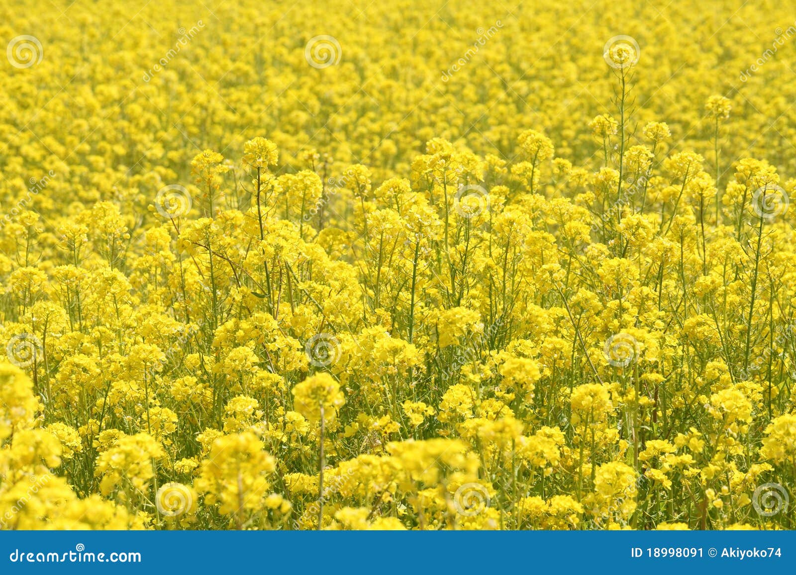 Rapeseed flowers stock image. Image of climate, blossom - 18998091