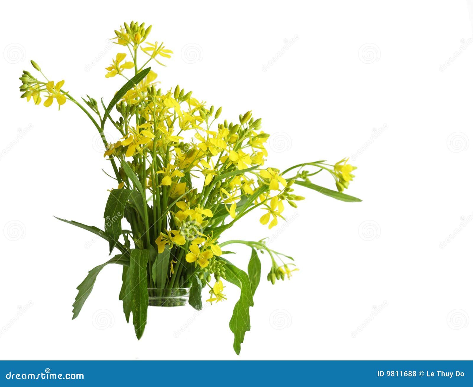 Rapeseed Flowers stock photo. Image of weed, floral, green - 9811688