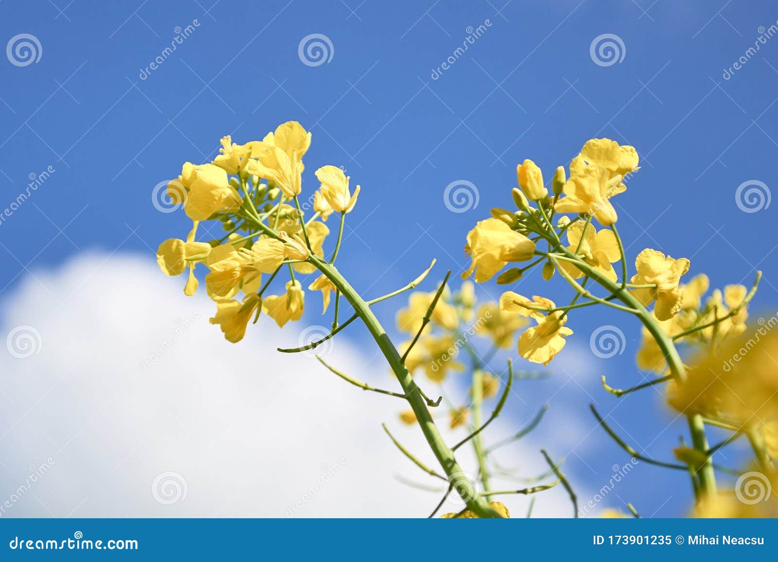 Rapeseed Flowers Against White Clouds and Blue Sky - Close Up and Low ...