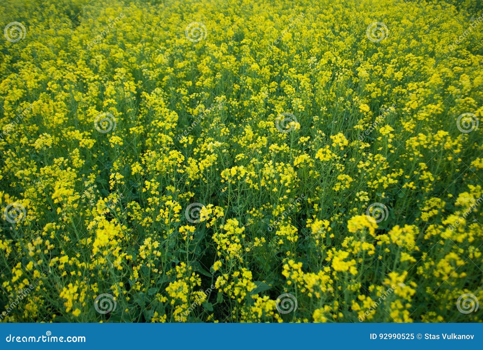 Rapeseed flowers in bloom, stock image. Image of farm - 92990525