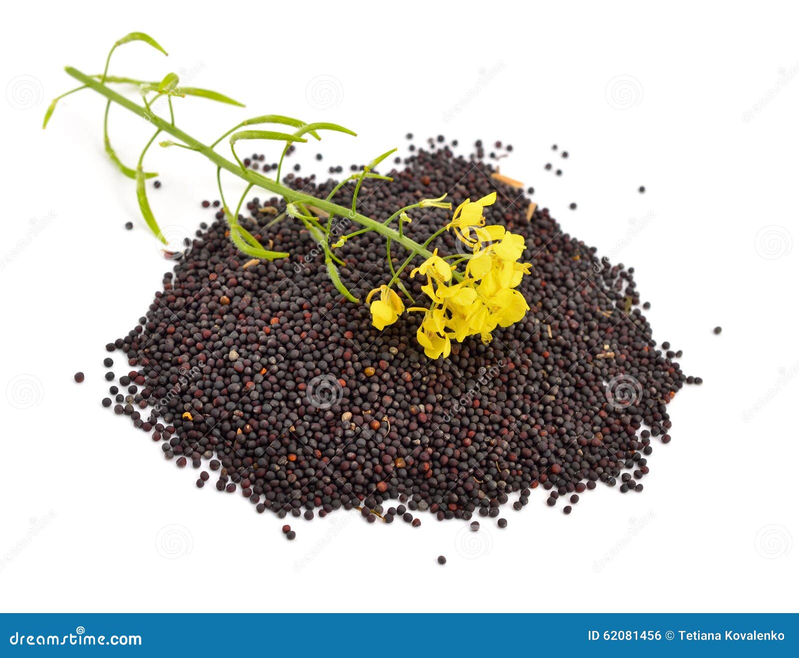 Rapeseed with Flowers Isolated on White Background. Stock Photo - Image ...