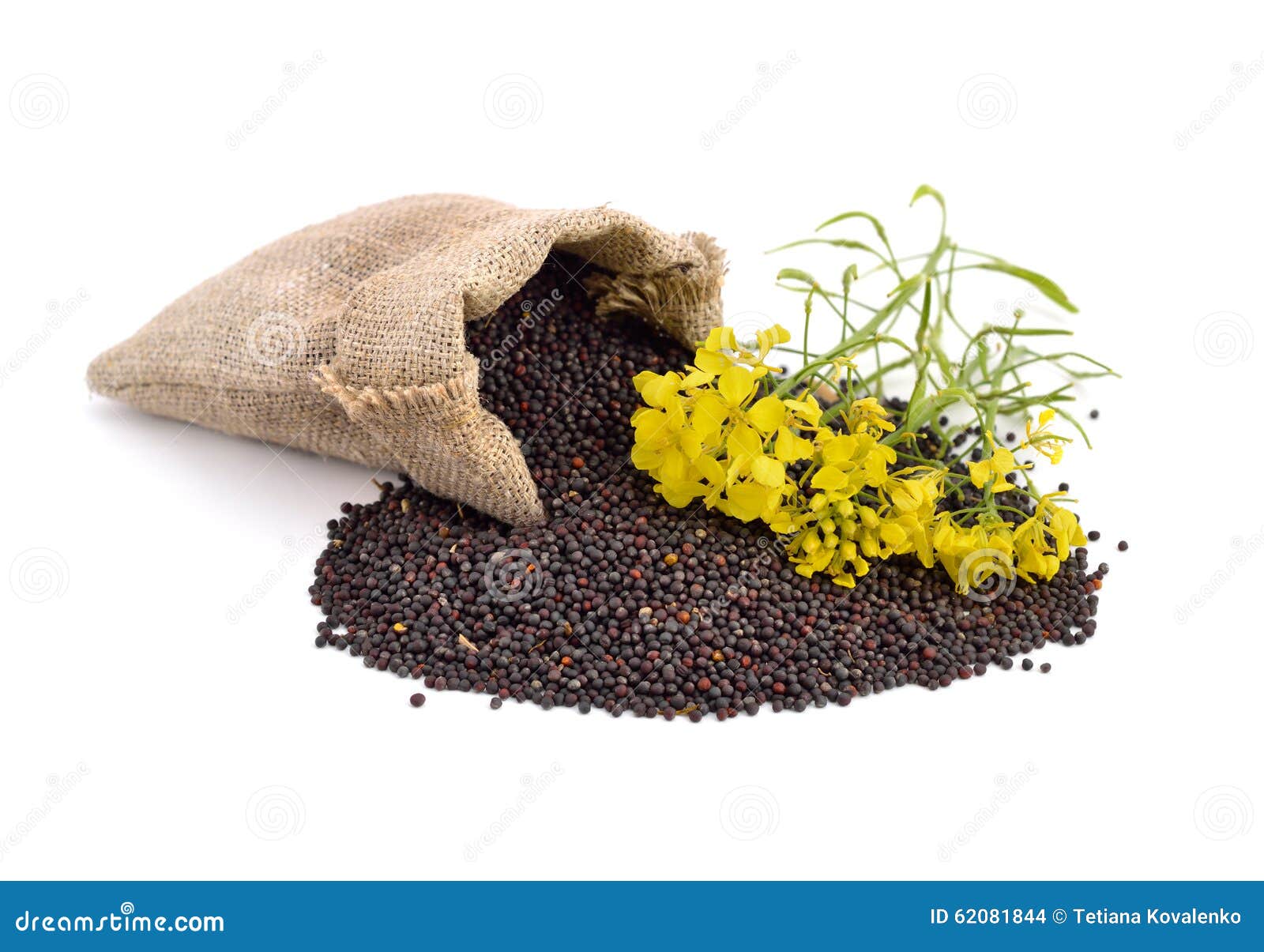 Rapeseed with Flowers Isolated on White Background. Stock Photo - Image ...