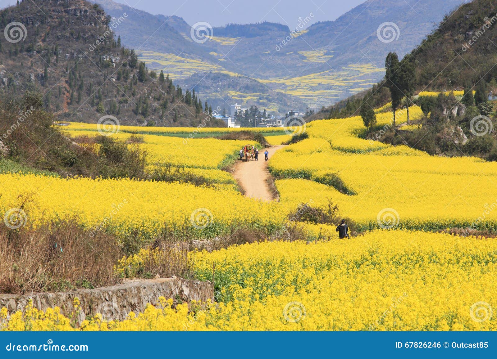 Rapeseed Flowers of Luoping in Yunnan China Stock Photo - Image of ...