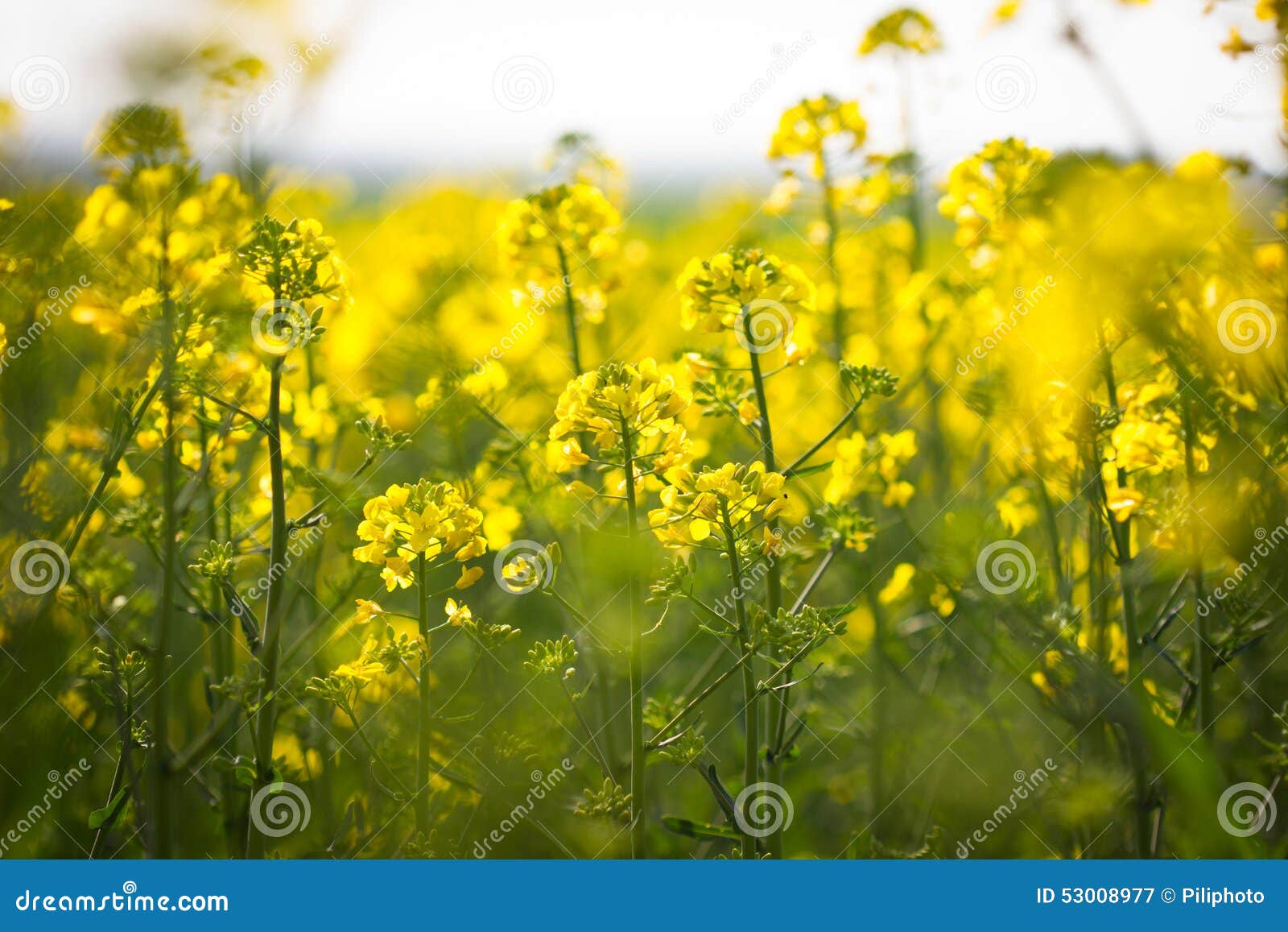 Rapeseed flowers stock image. Image of natural, napus - 53008977