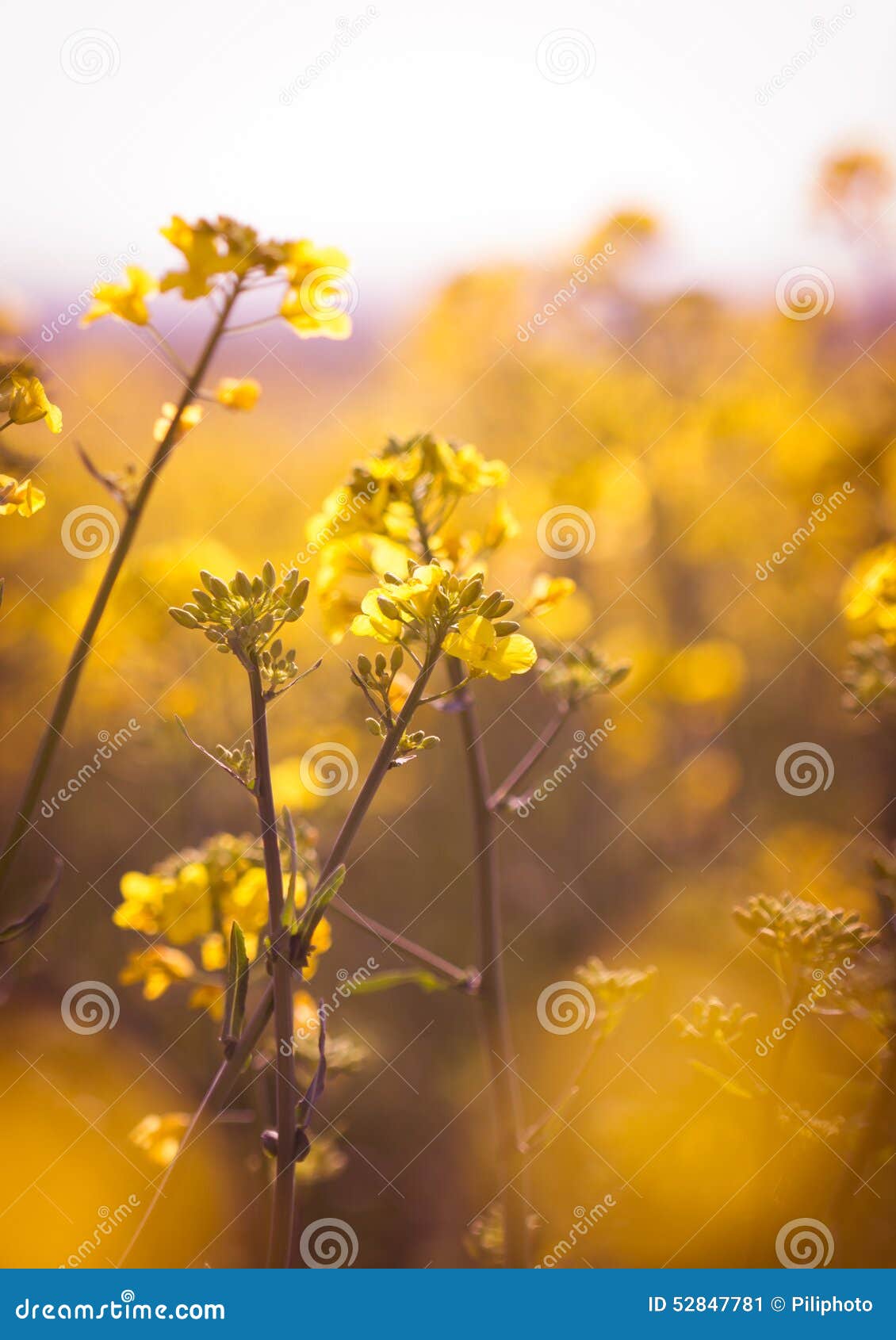 Rapeseed flowers stock image. Image of nature, sunlight - 52847781