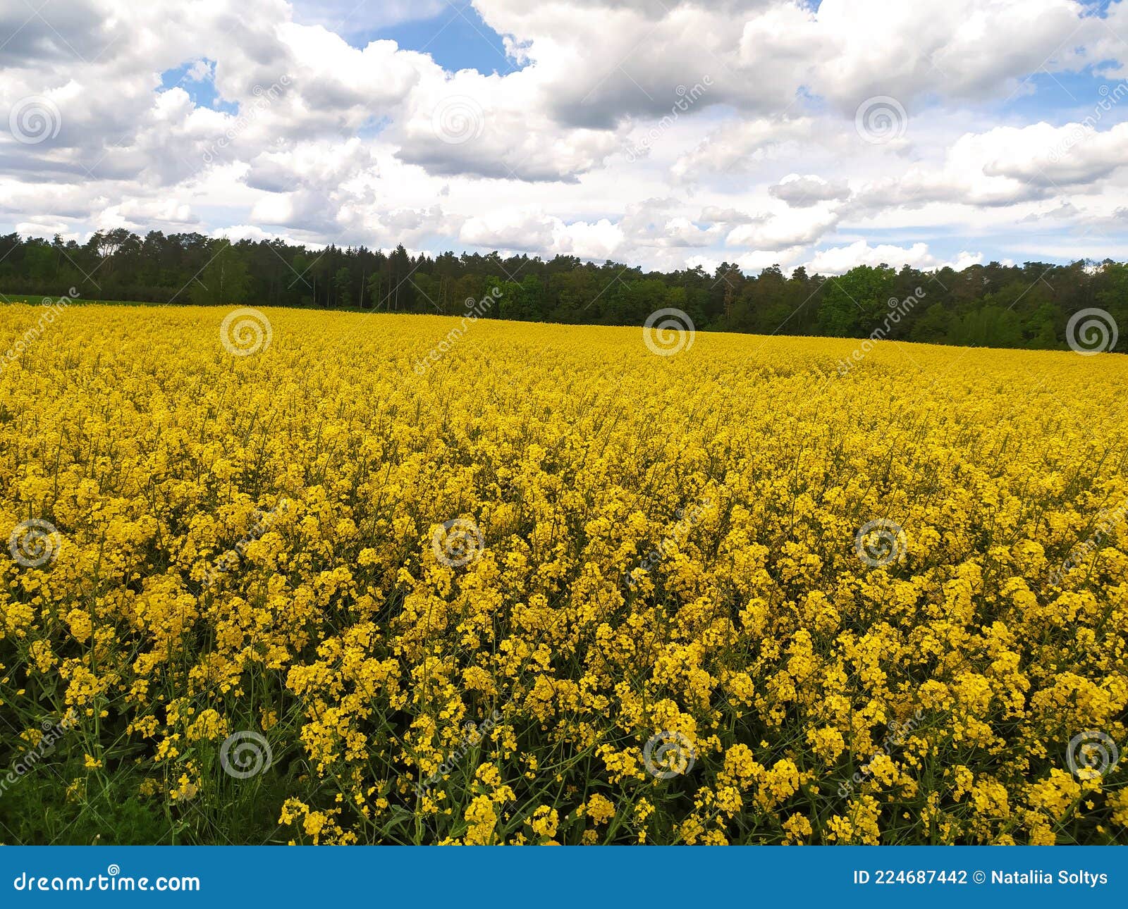 Rapeseed in full blossom stock photo. Image of field - 224687442