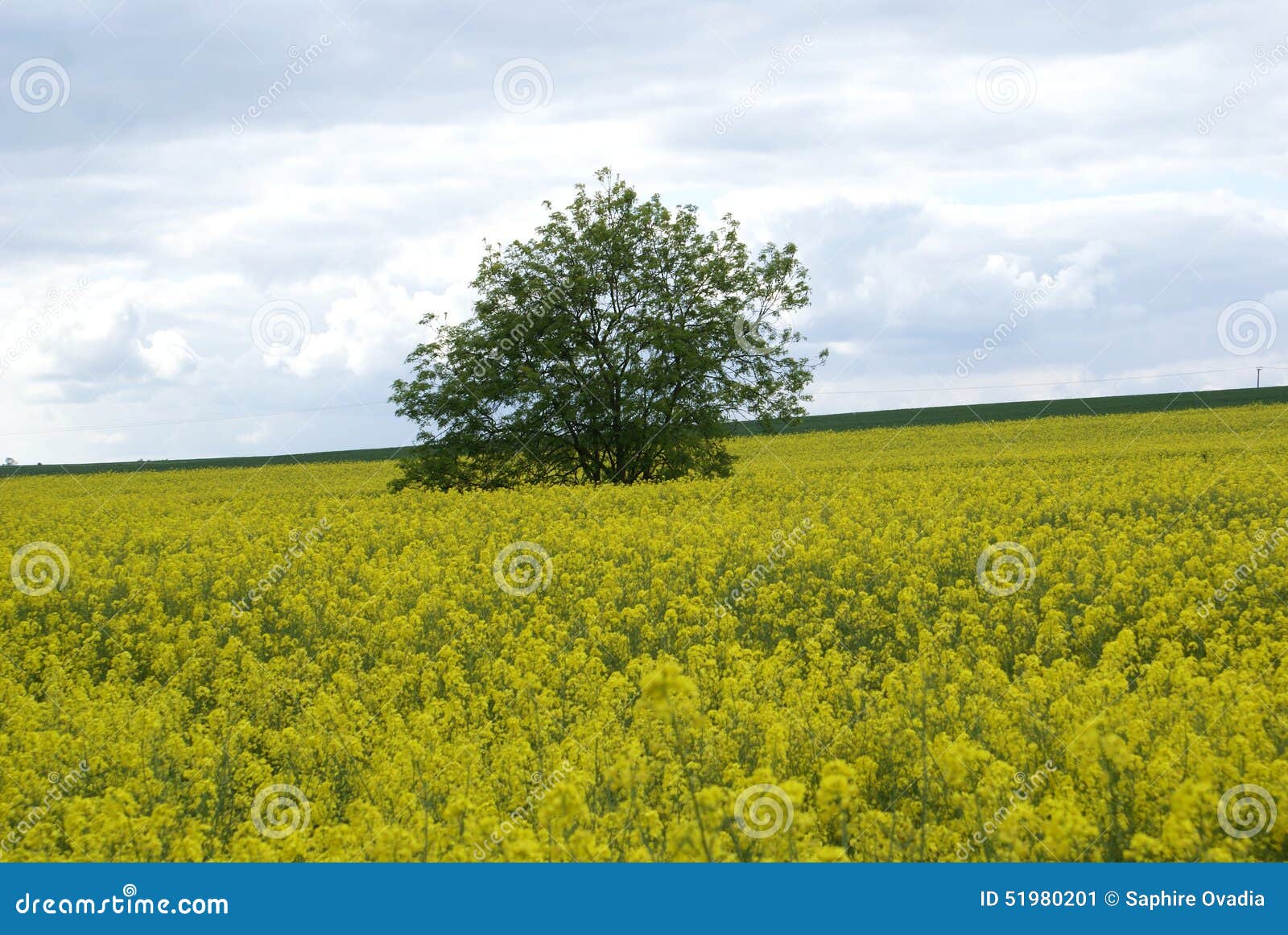 Rapeseed Growing in a Field. Field of Rapeseed Stock Image - Image of ...