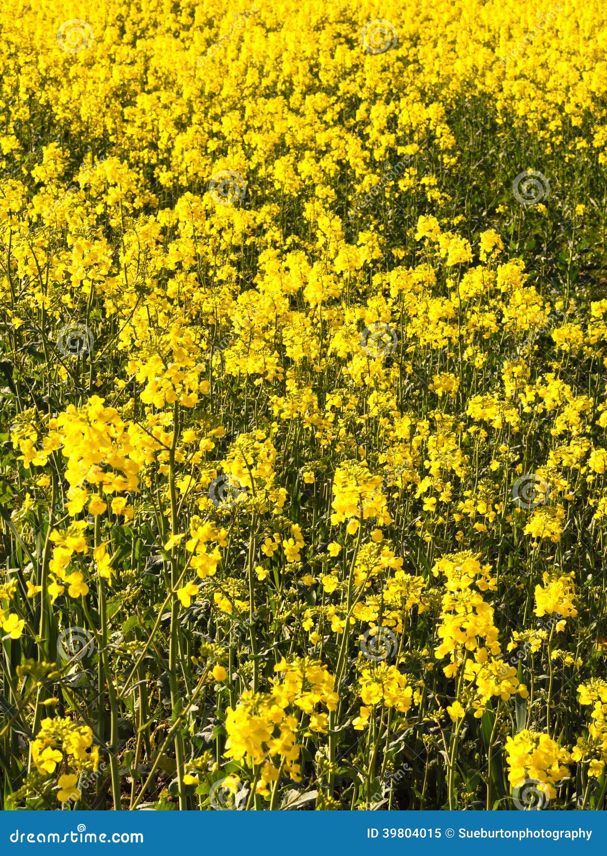 Rapeseed growing in field stock image. Image of rapeseed - 39804015