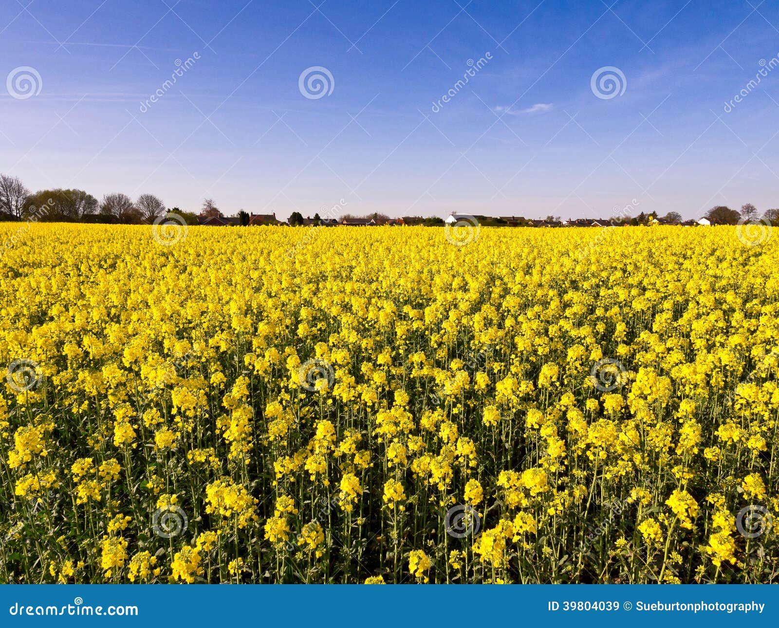 Rapeseed growing in field stock image. Image of agriculture - 39804039
