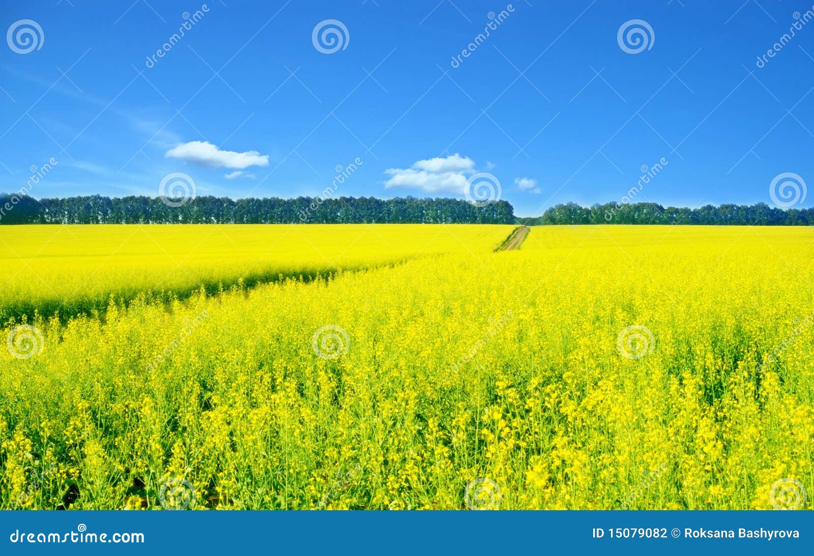 Rapeseed landscape stock photo. Image of rapeseed, green - 15079082