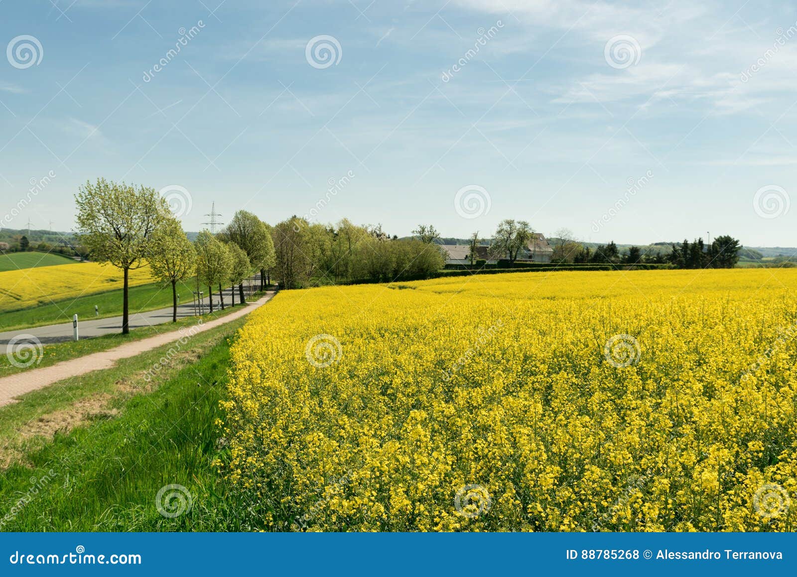 Rapeseed landscape stock photo. Image of oilseed, meadow - 88785268
