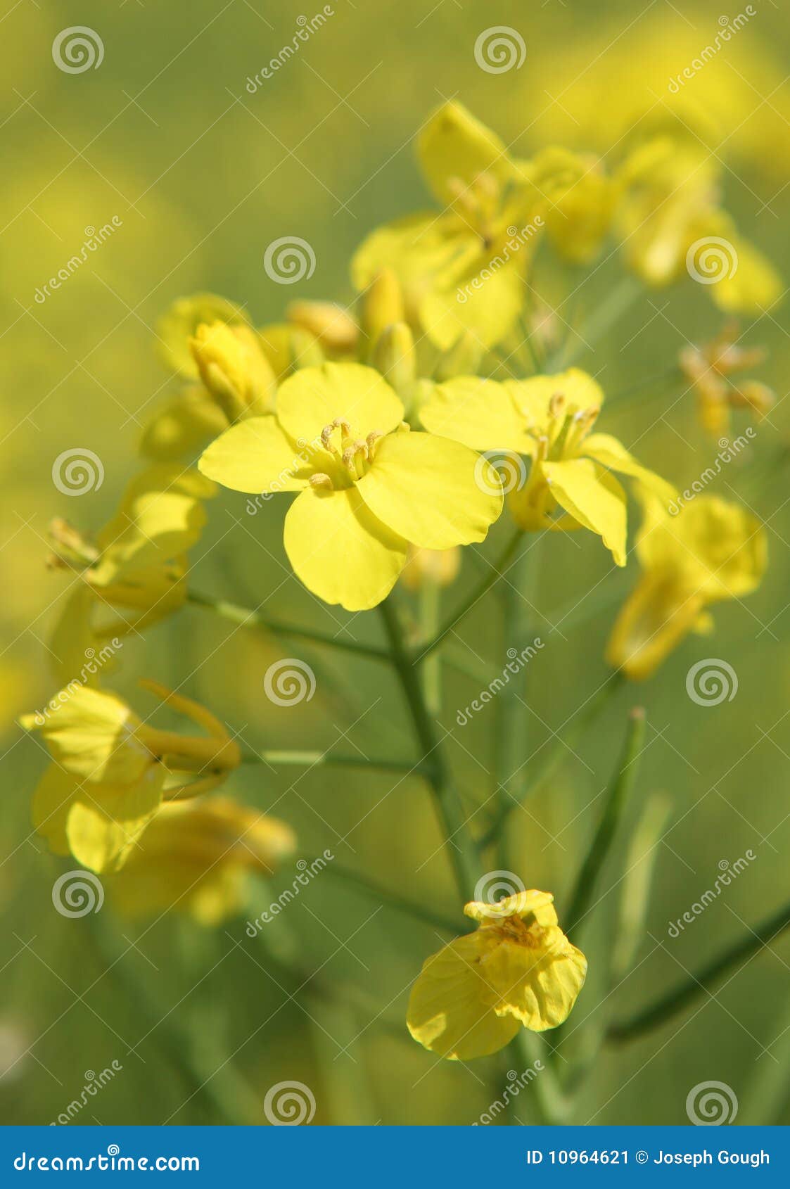 Rapeseed Oil or Canola Flowers Stock Image - Image of green, farming ...