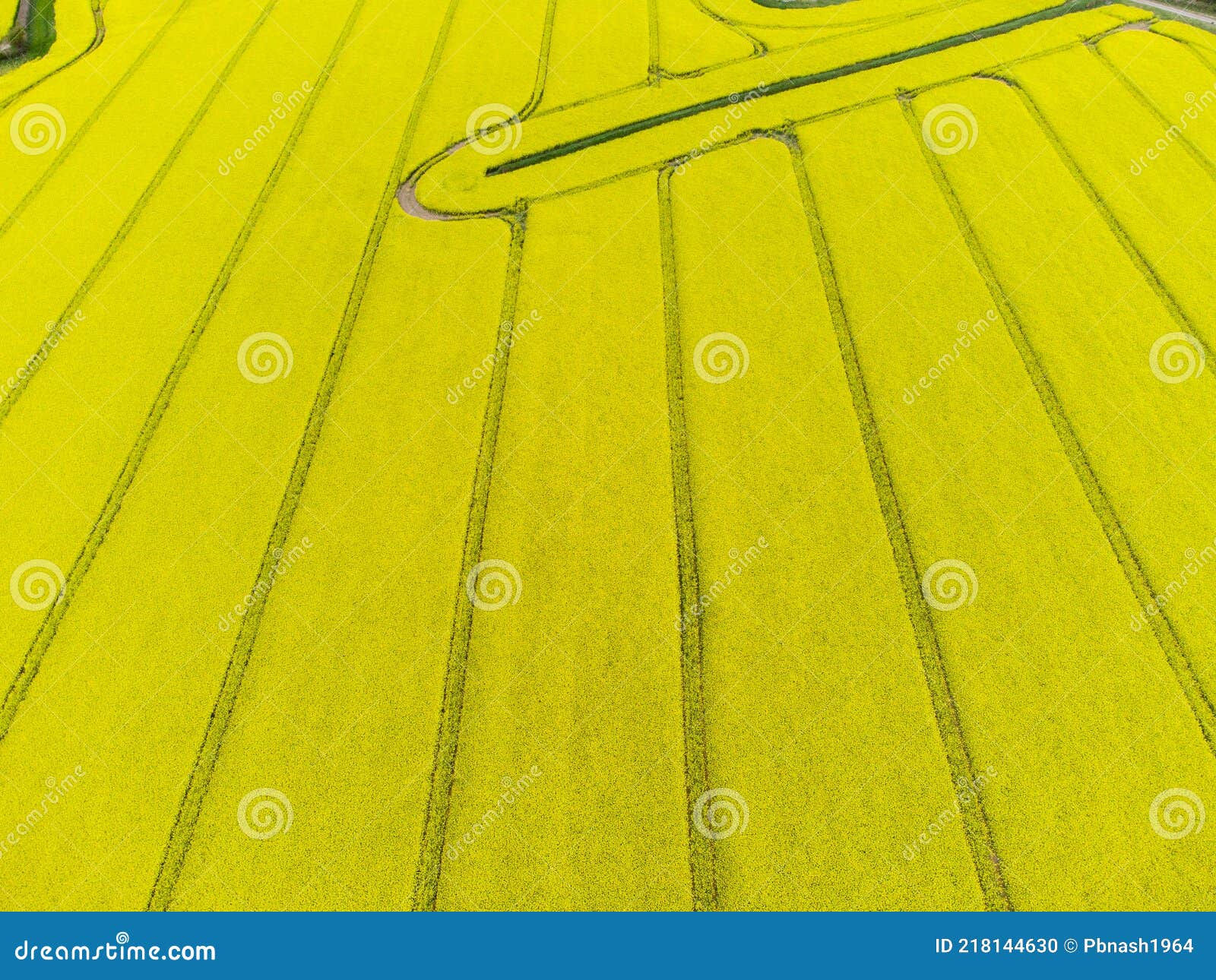 Rapeseed Oil Field in Cornwall Uk Bright Yellow Stock Photo - Image of ...