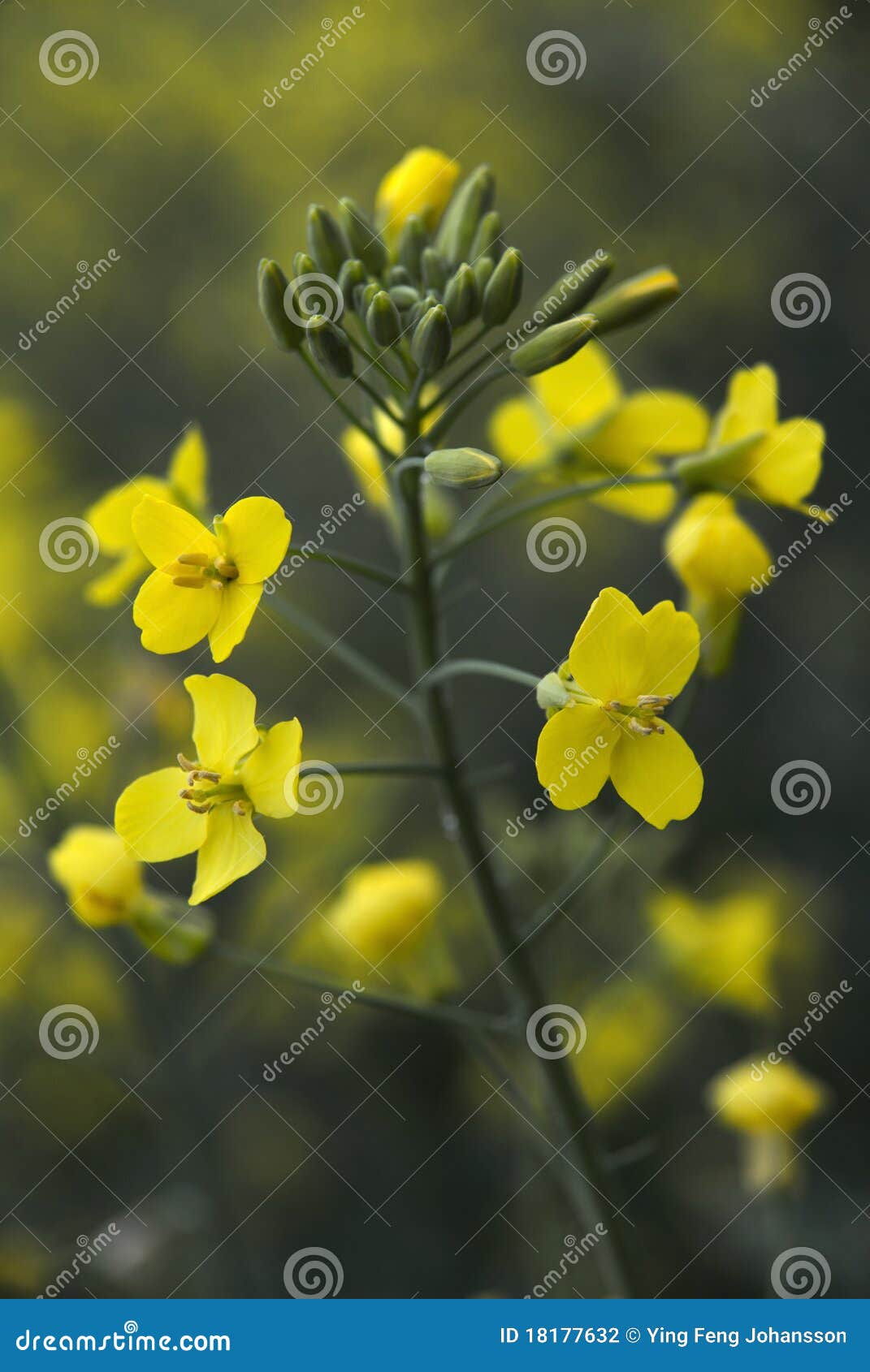 Rapeseed oil flower stock photo. Image of environment - 18177632