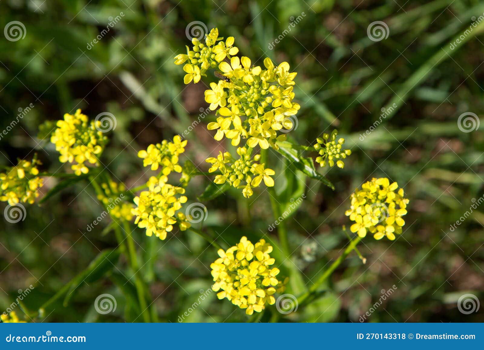 Rapeseed plant stock photo. Image of flower, close, field - 270143318