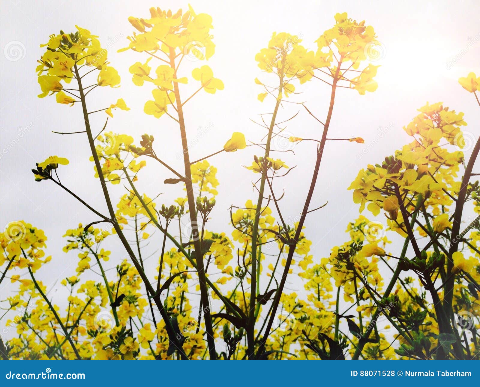 Rapeseed plant stock photo. Image of rapeseed, vegetableoil - 88071528