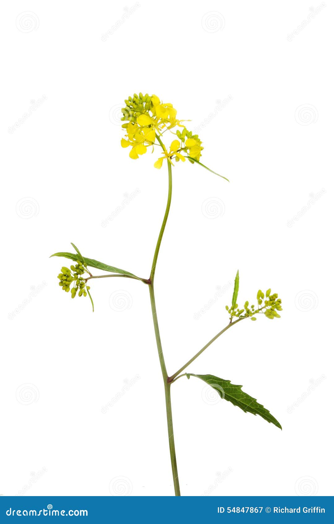 Rapeseed plant stock image. Image of white, yellow, rapeseed - 54847867
