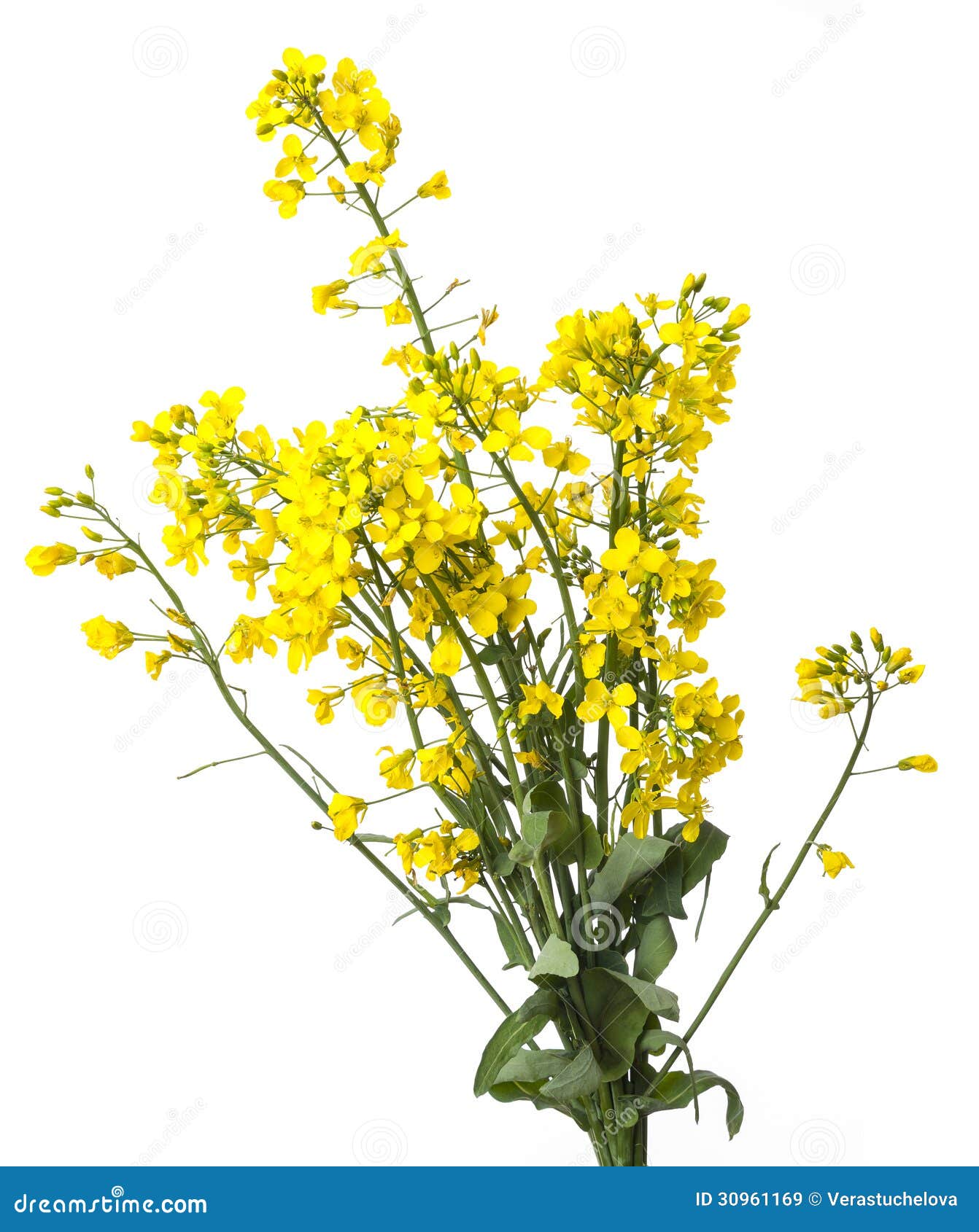 Rapeseed plant stock image. Image of southern, rapeseed - 30961169
