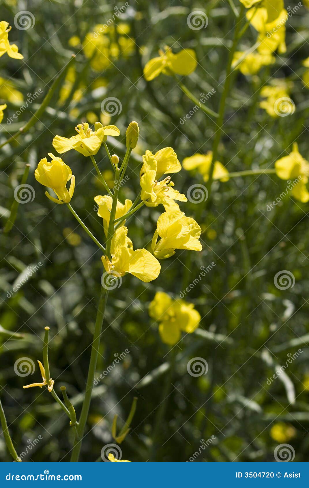 Rapeseed plants in bloom stock photo. Image of brassica - 3504720