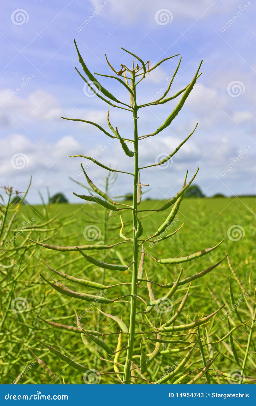Rapeseed pods stock image. Image of river, fields, valley - 14954743