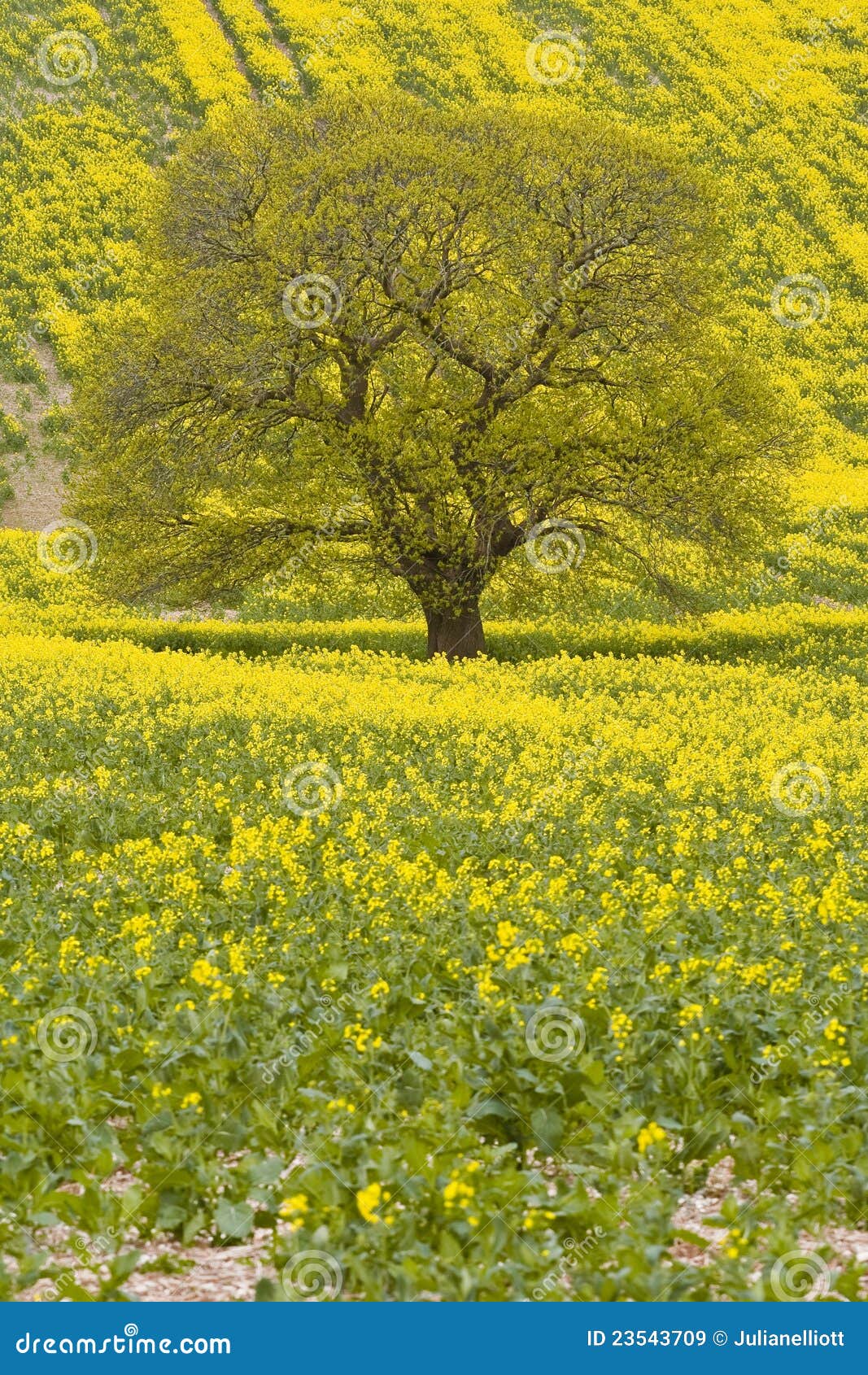 Rapeseed and single tree. stock image. Image of growth - 23543709