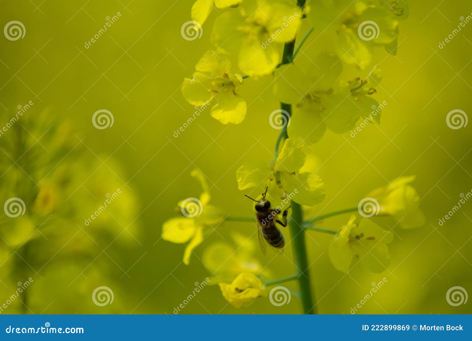 Rapeseed Blossoms with a Bee Stock Image - Image of bees, nature: 222899869