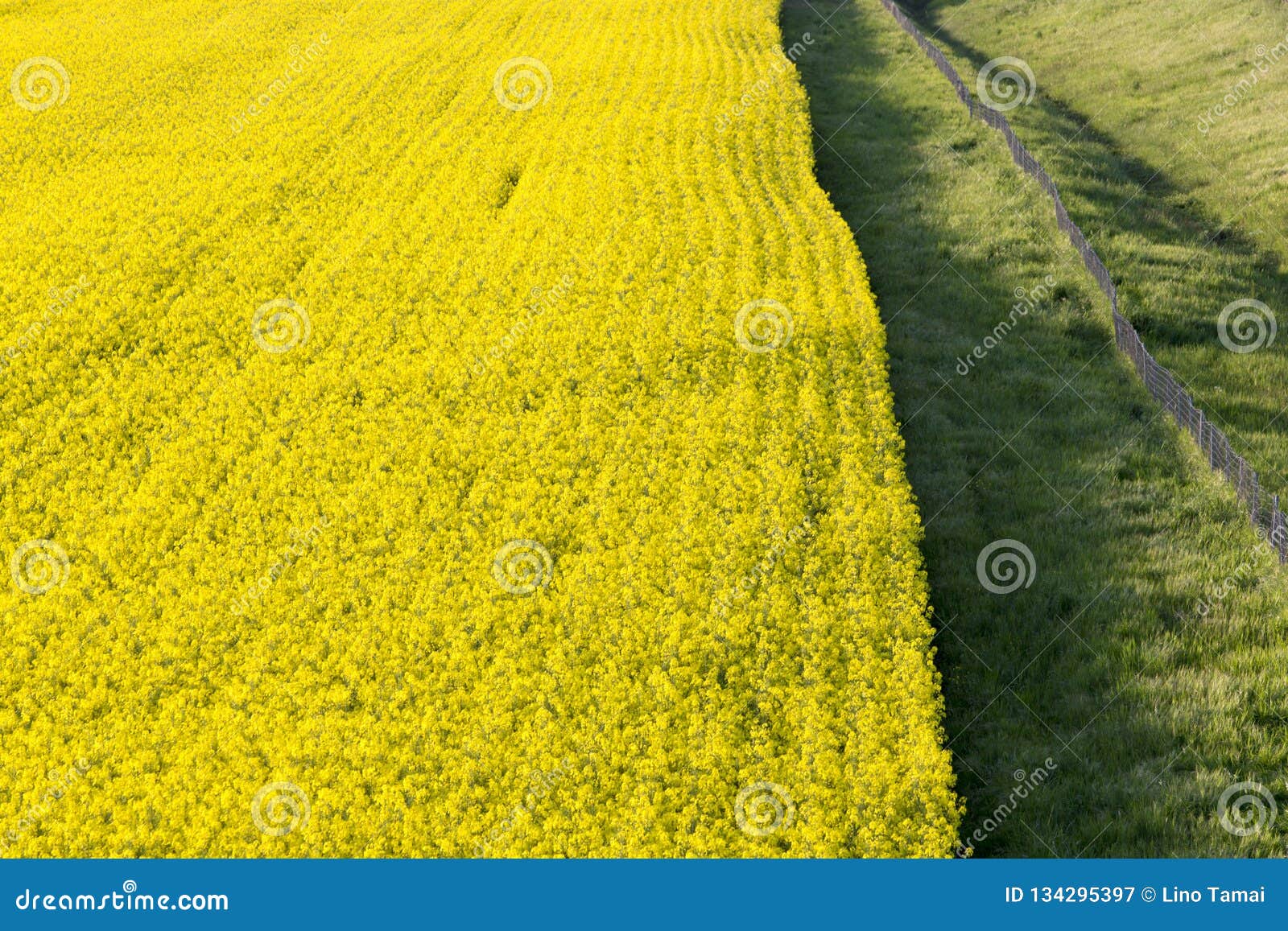 Rapeseed yellow in bloom stock image. Image of beautiful - 134295397