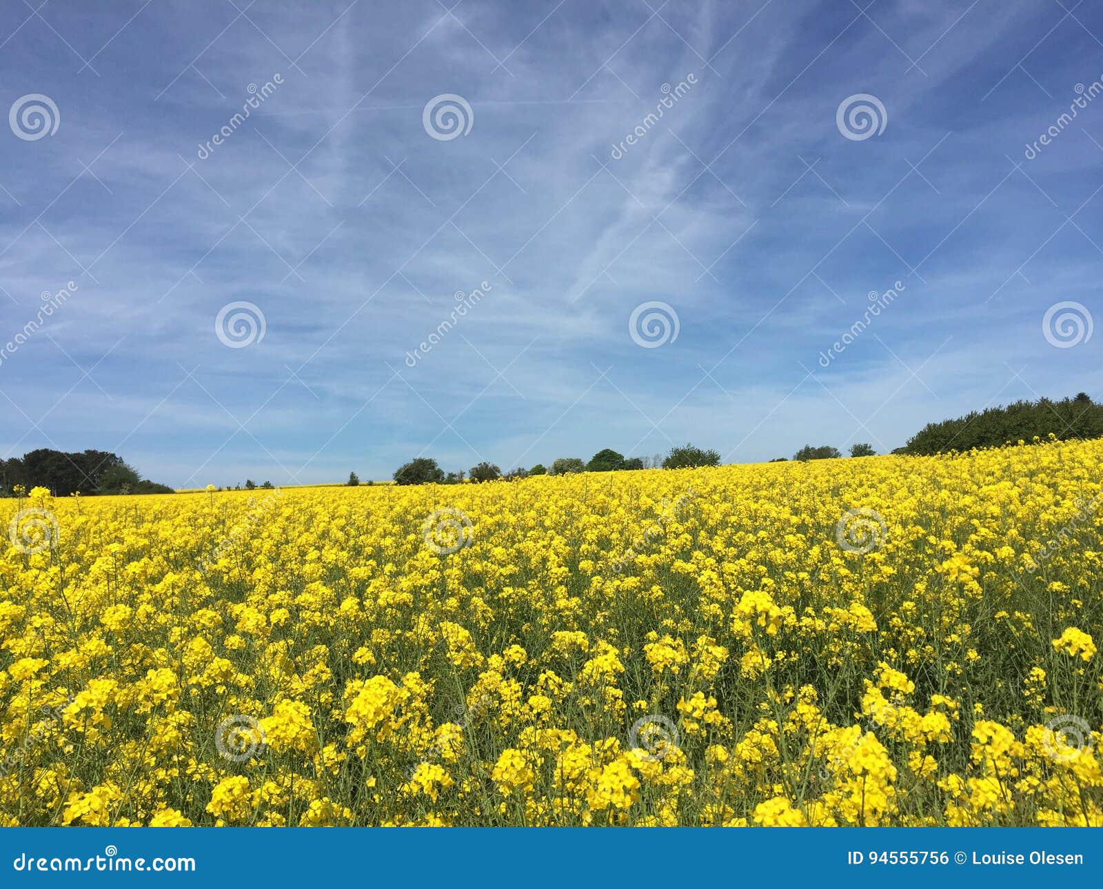 Rapeseed stock photo. Image of denmark, field, spring - 94555756