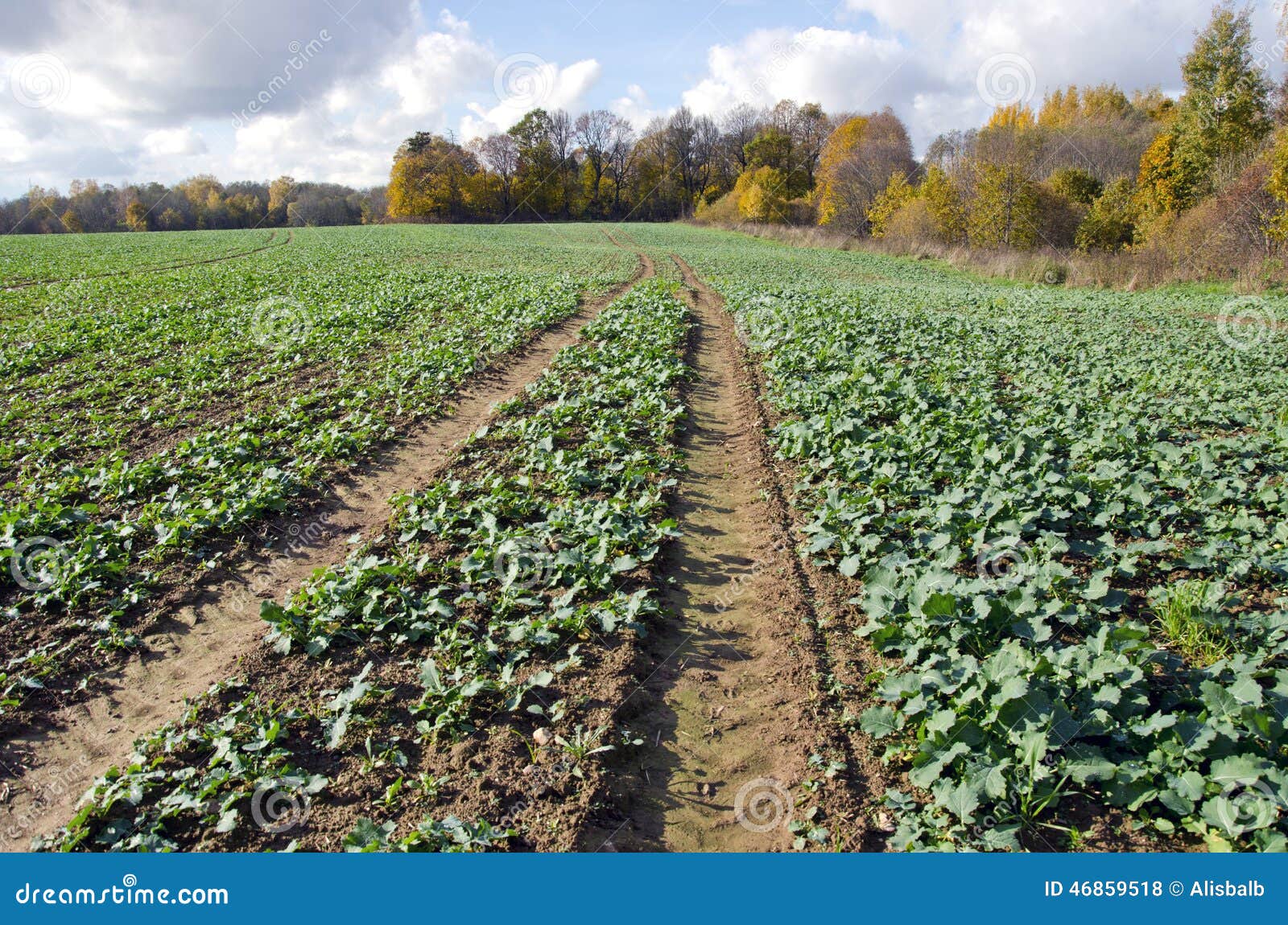 Rapeseeds Seedling Crop Field in Autumn Time Stock Photo - Image of ...