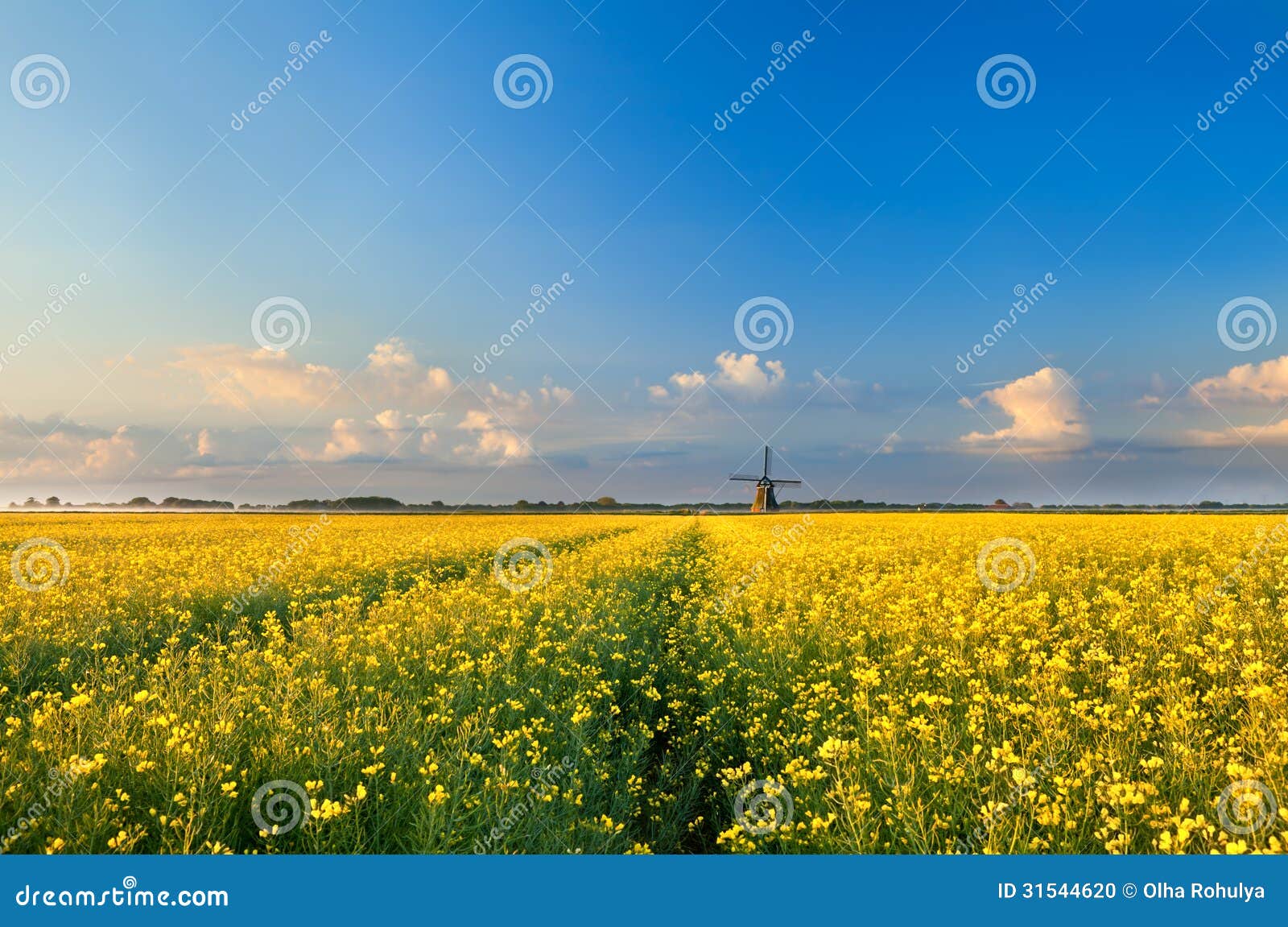 Rapeseend Flower Field and Windmill Stock Photo - Image of blue, field ...