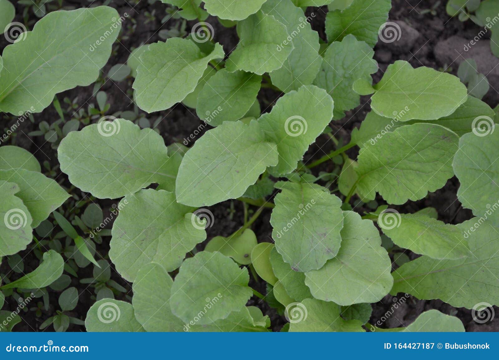 Raphanus Sativus. Radish, Vegetable, Root Vegetable Stock Image - Image ...