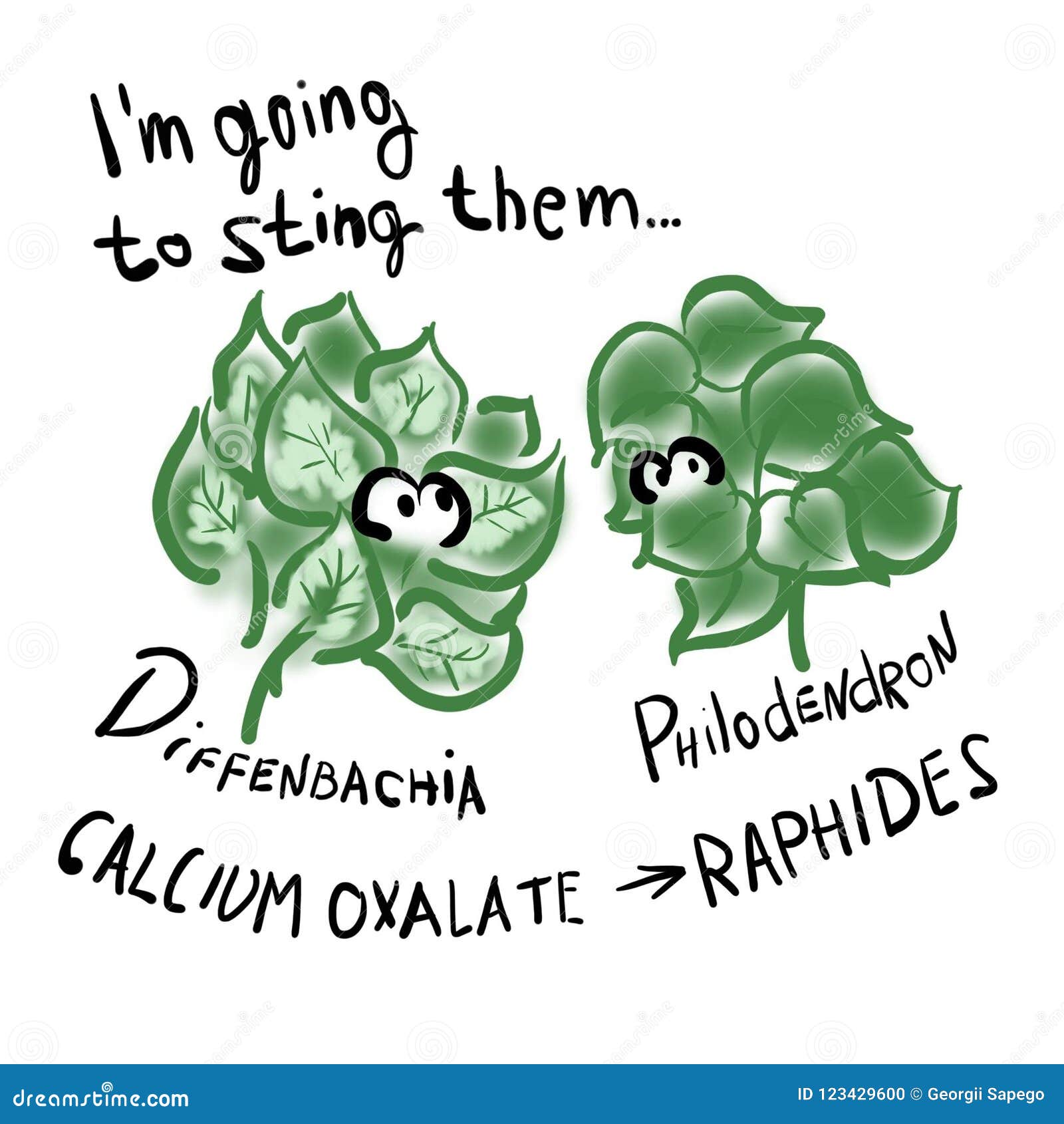 Calcium Oxalate Crystals Vintage Illustration | CartoonDealer.com ...