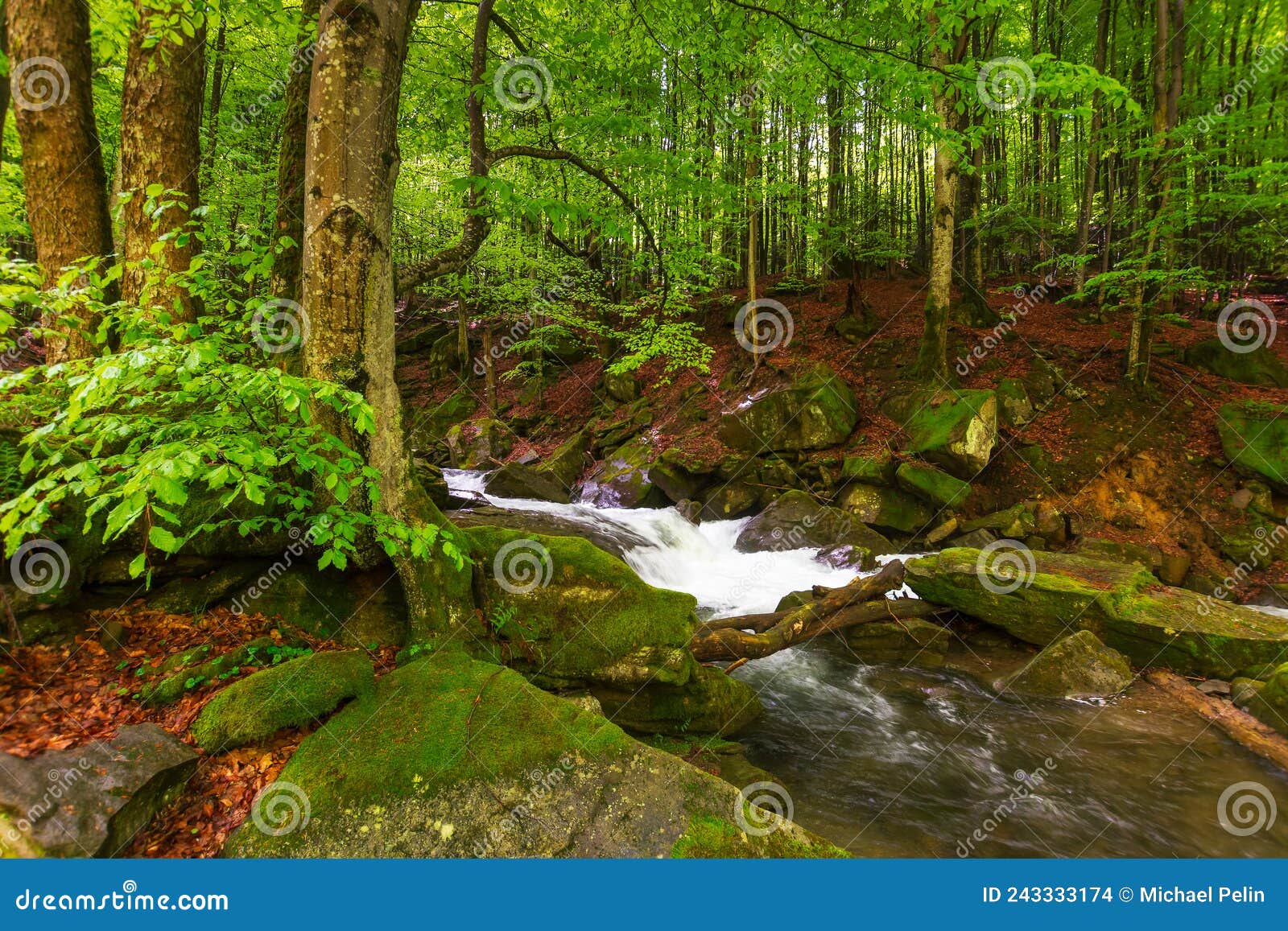 Rapid brook in the park stock photo. Image of foliage - 243333174