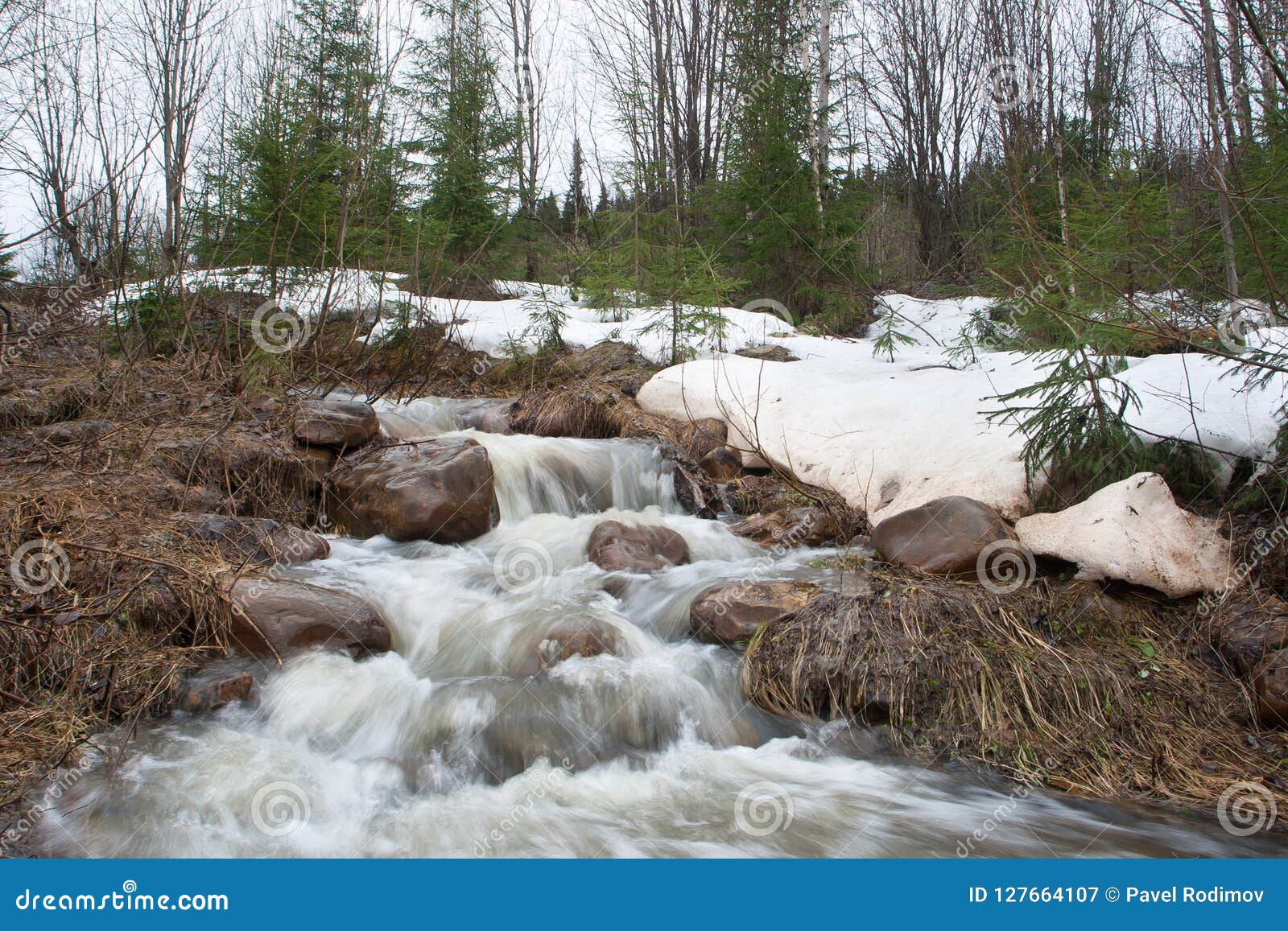Melt Water Runoff in Spring Forest Stock Image - Image of natural ...