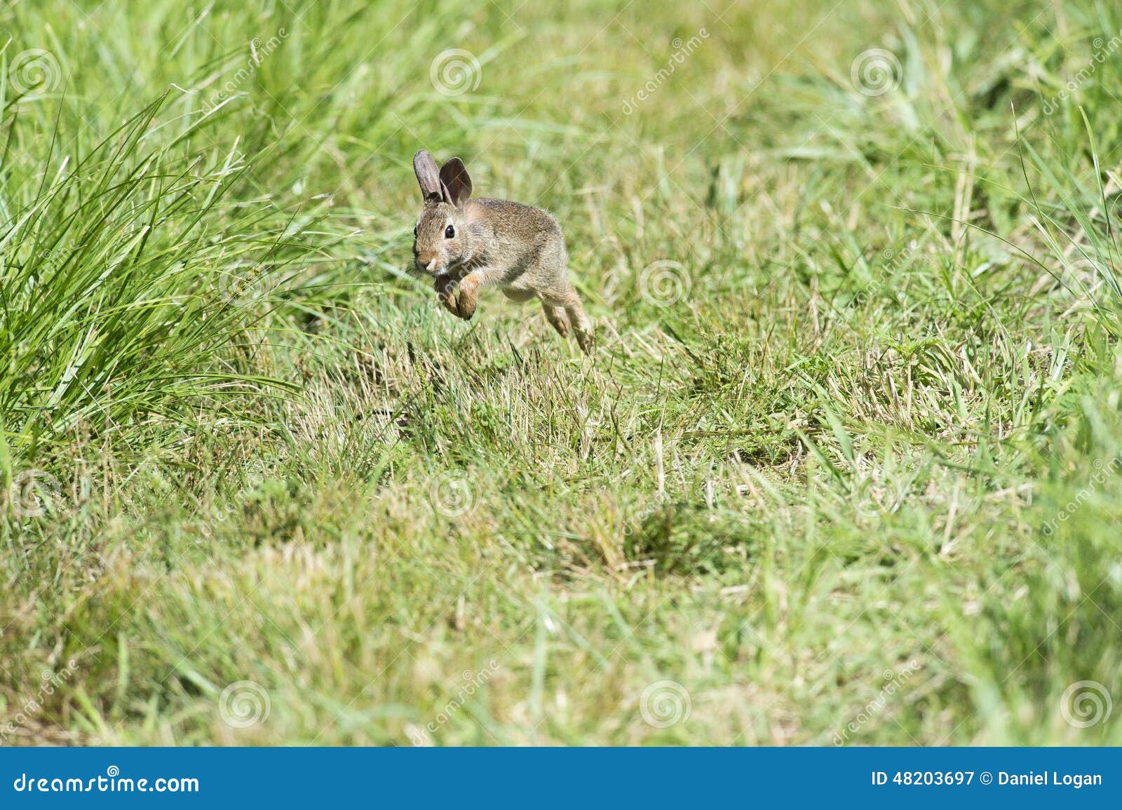 Rapid rabbit stock image. Image of fast, leaping, field - 48203697