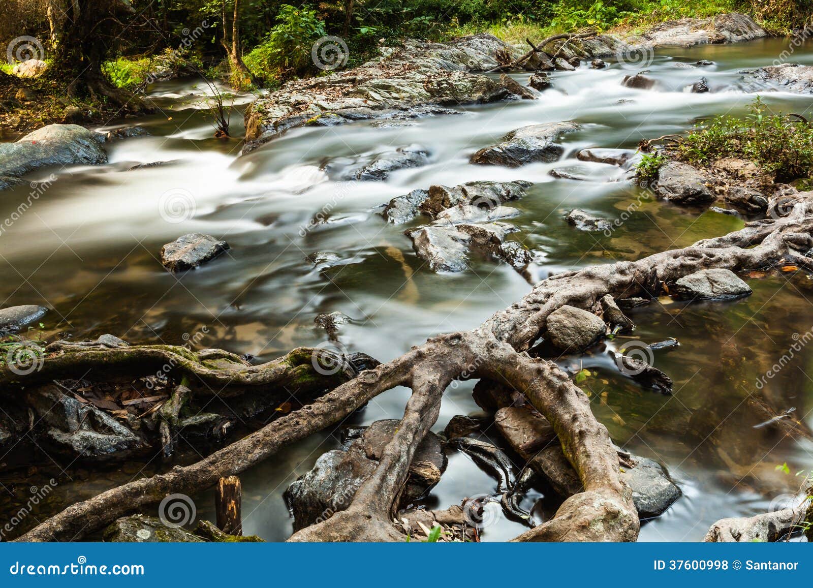 Rapid Stream in Evergreen Forest Stock Photo - Image of beautiful ...
