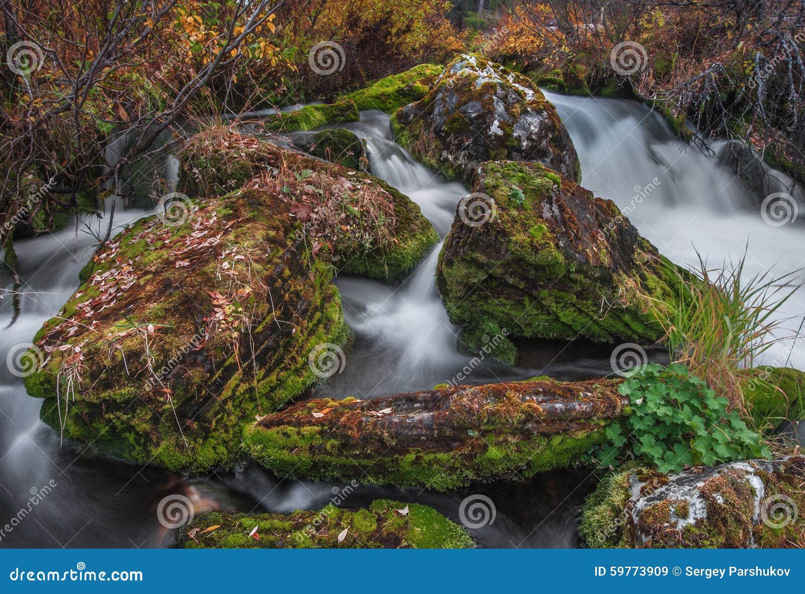 Rapid Stream and Fallen Leaves on the Rocks Stock Image - Image of ...