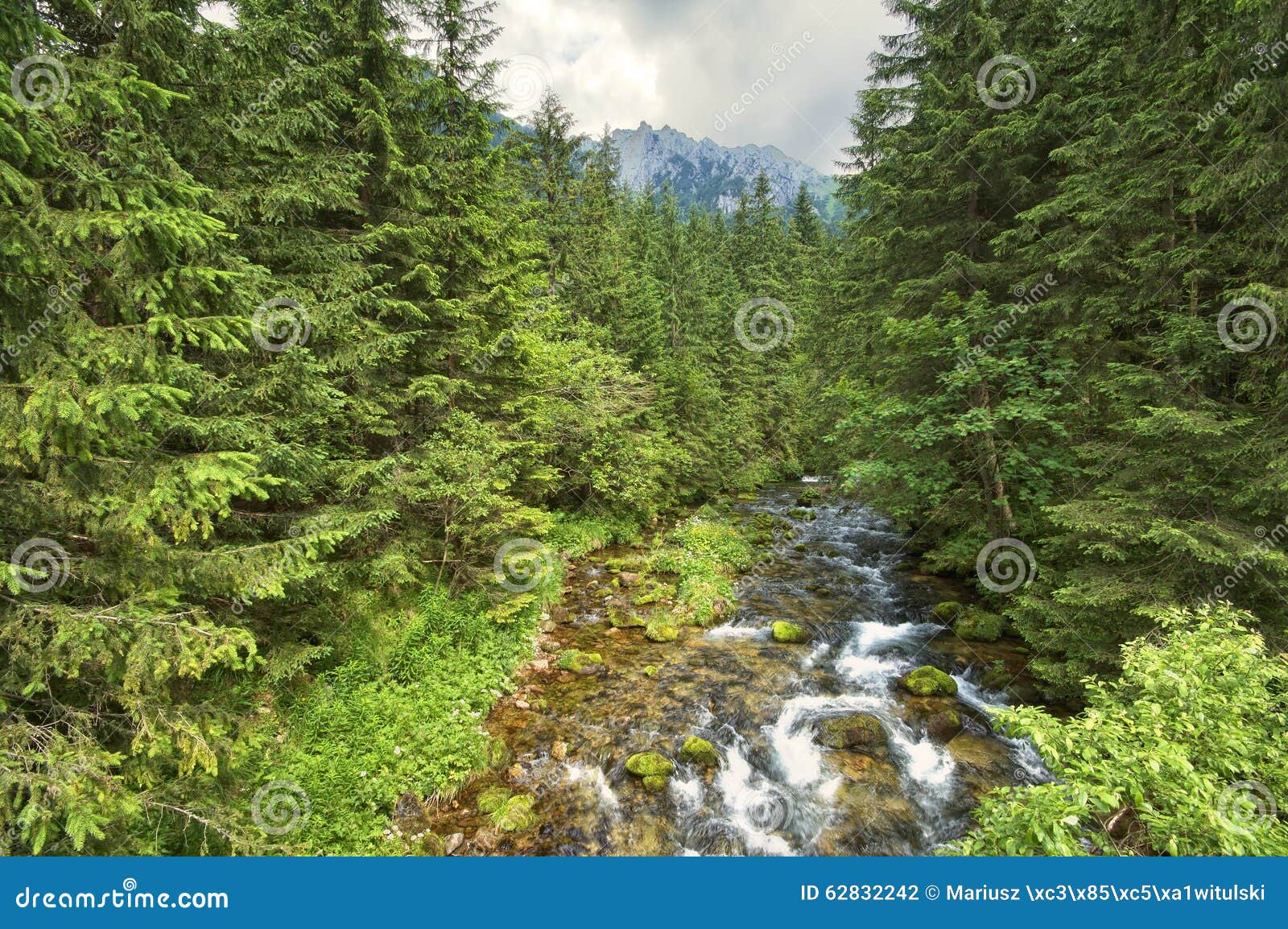 Rapid stream stock photo. Image of pellucid, environment - 62832242