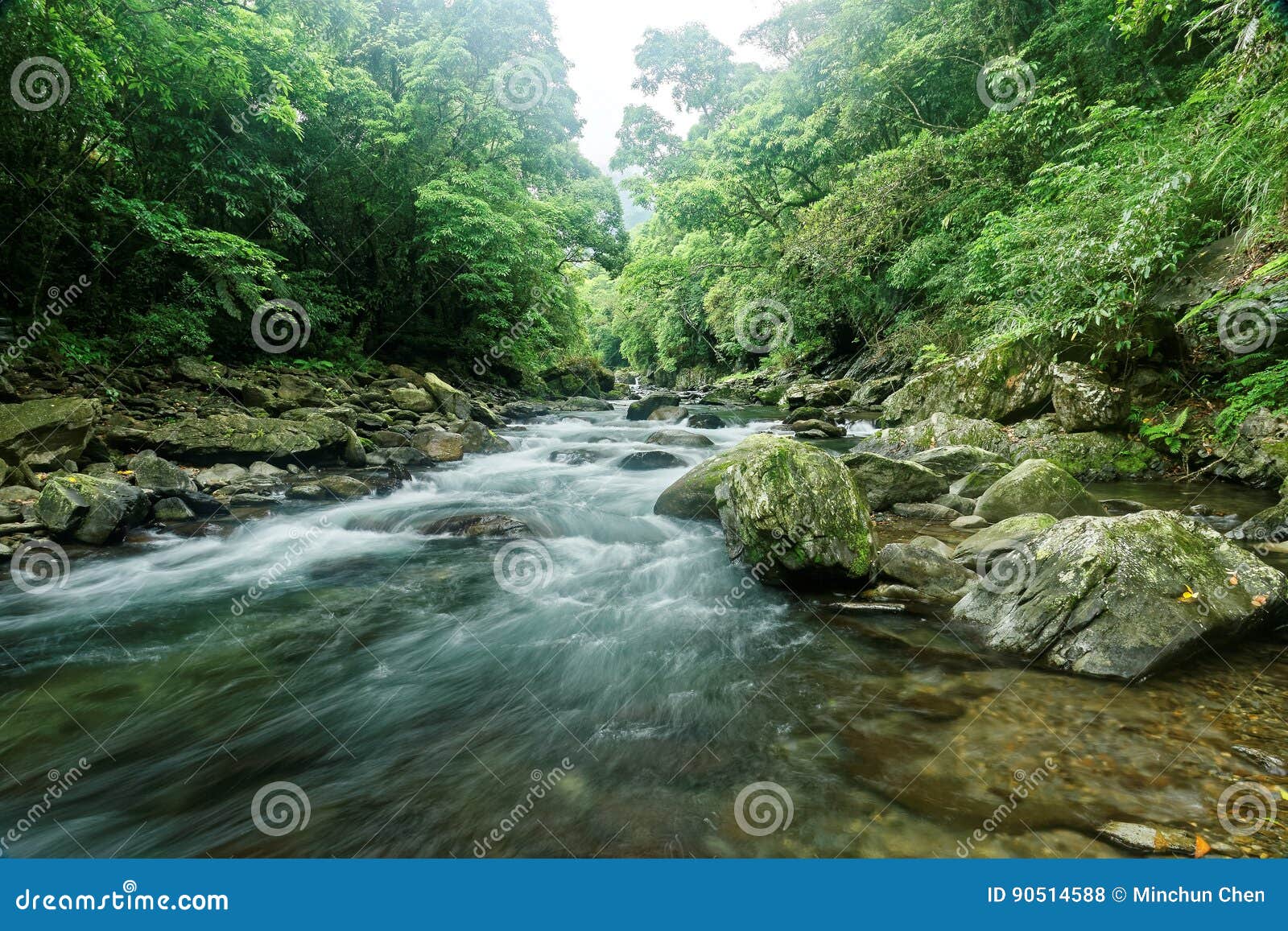 A Rapid Stream Flowing through a Mysterious Forest of Lush Greenery ...