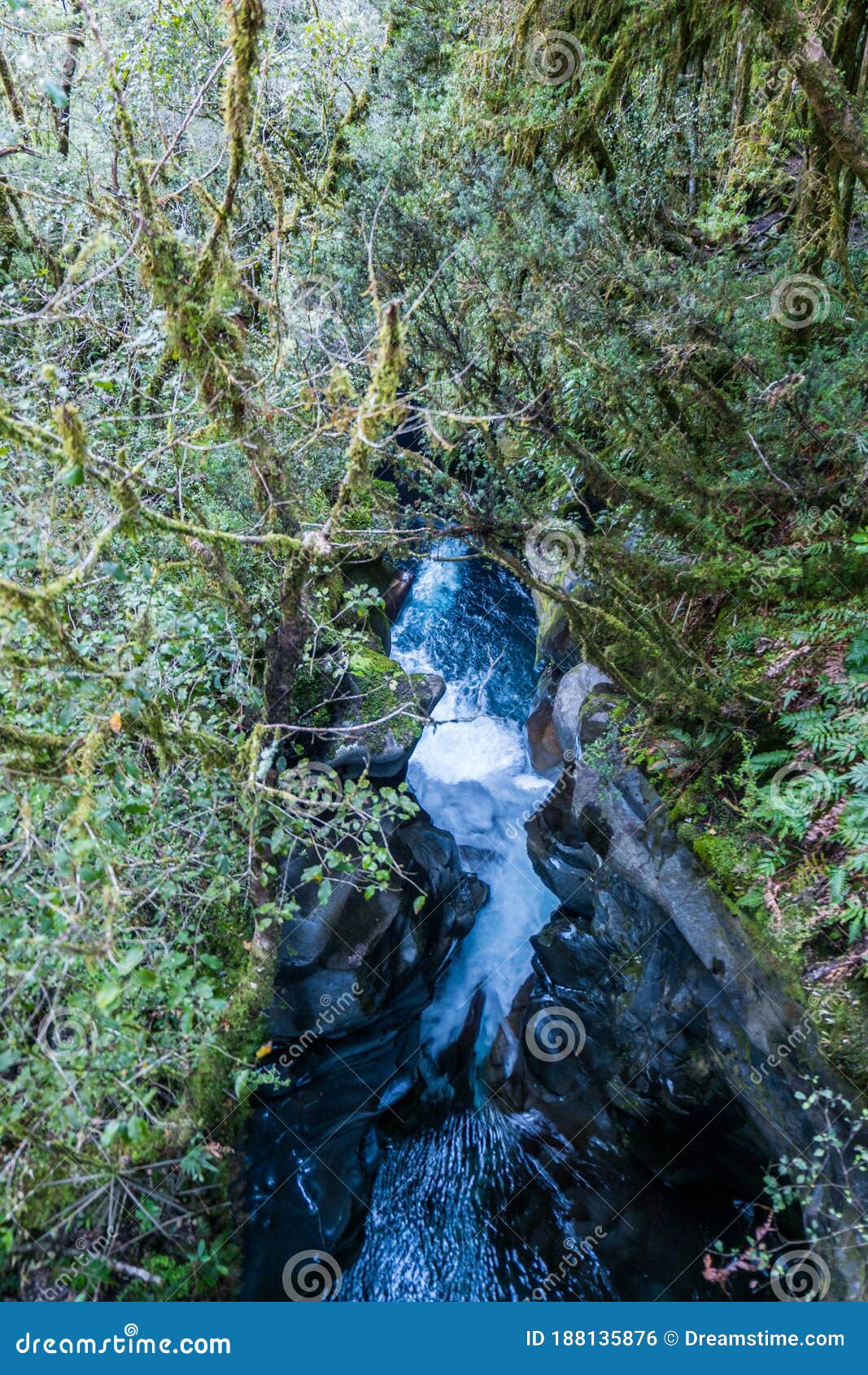 Rapid Stream Flows through Canyon in Rainforest Stock Photo - Image of ...