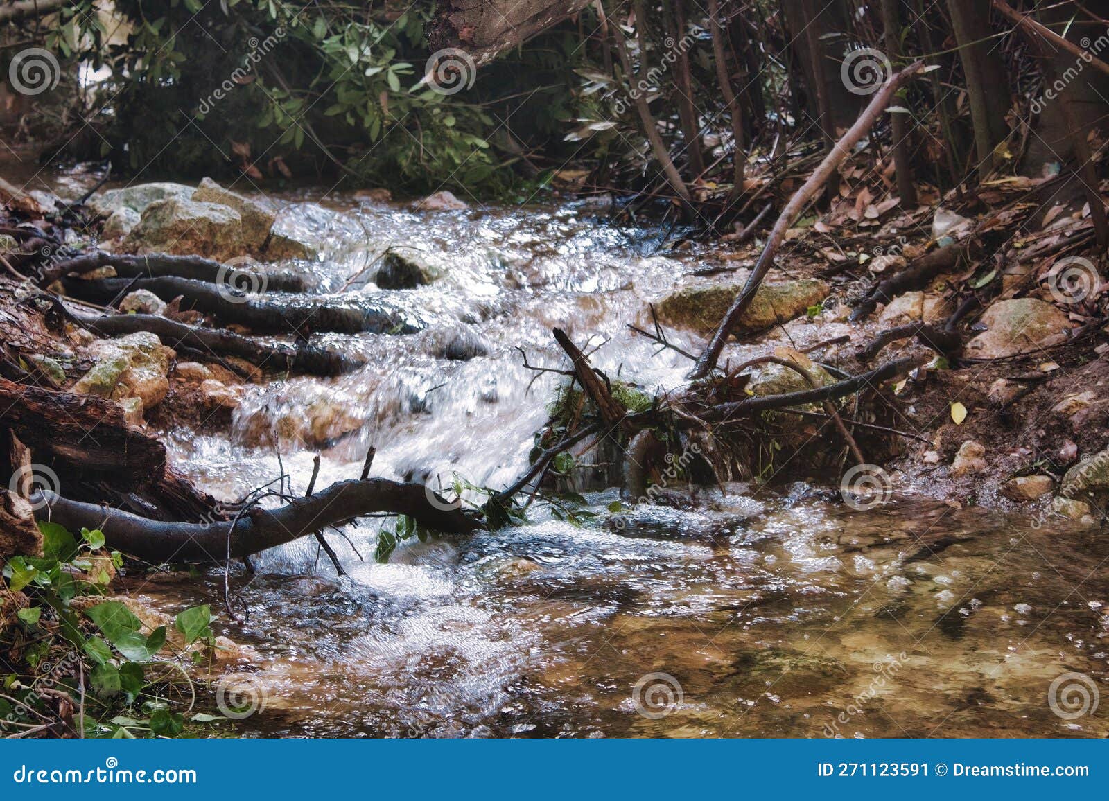 A Rapid Stream Running through a Forest with Trees Stock Image - Image ...